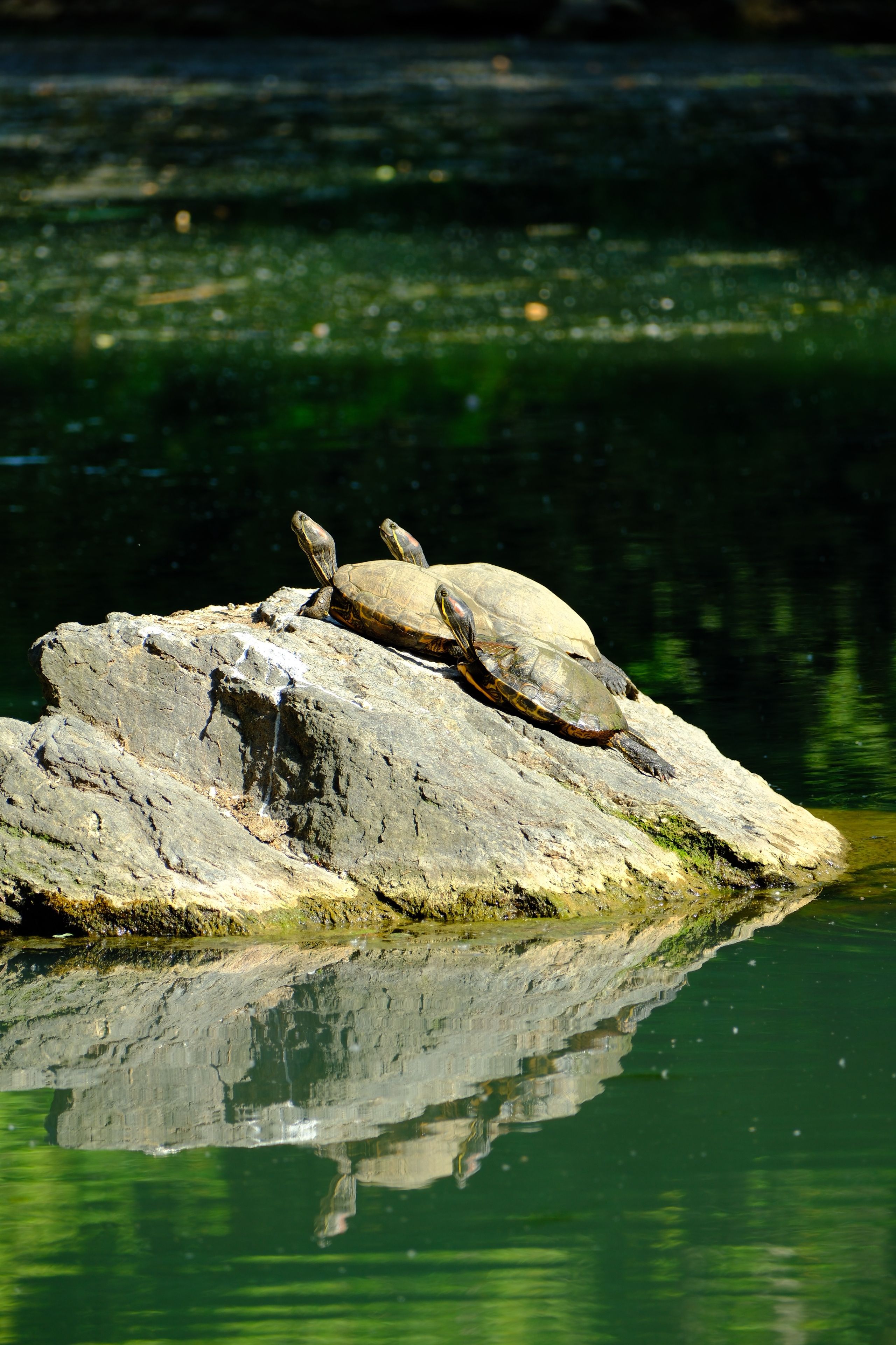 Turtles Basking on Rock in Sunny Pond · Free Stock Photo