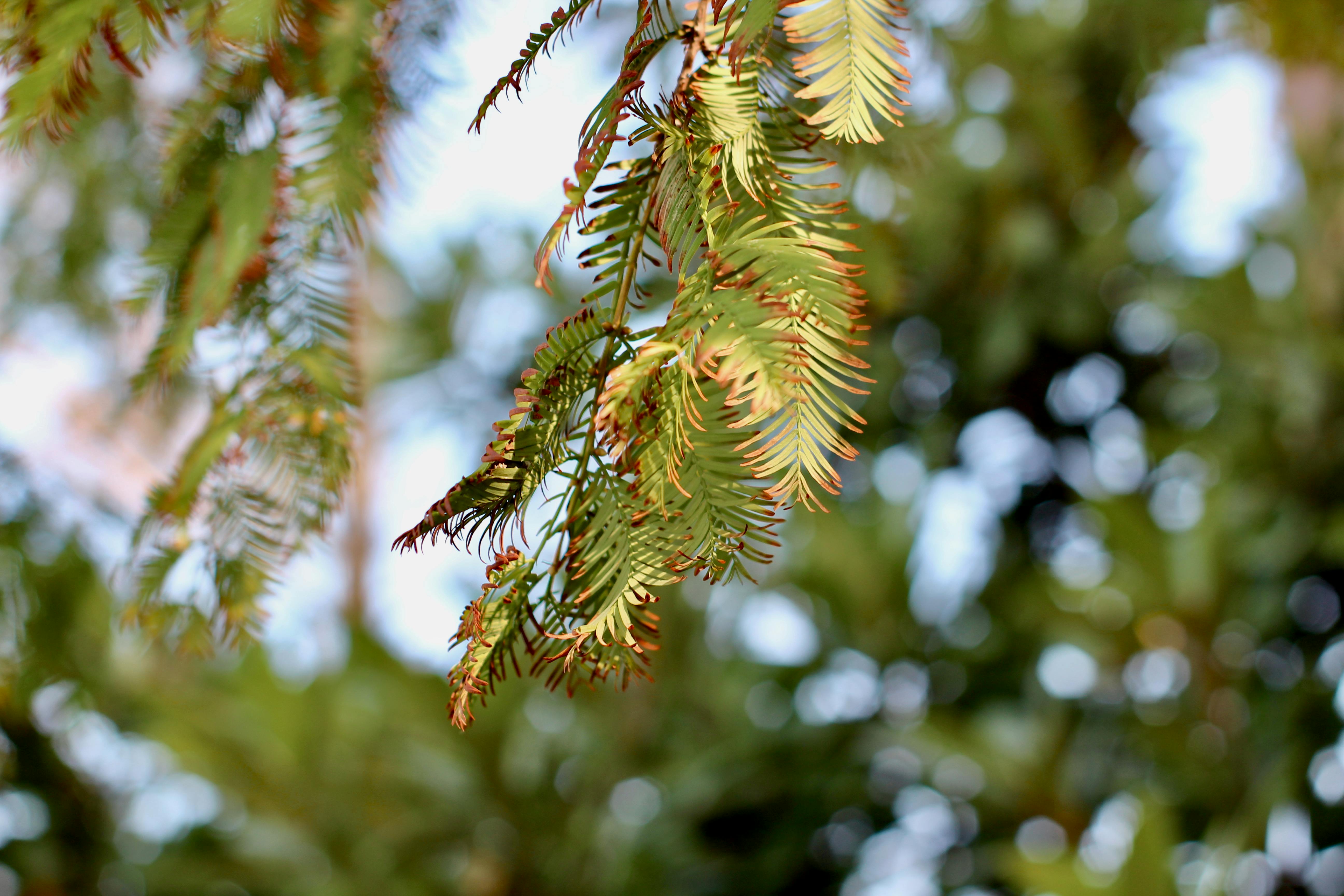 Light Background Templete Photos, Download The BEST Free Light ...