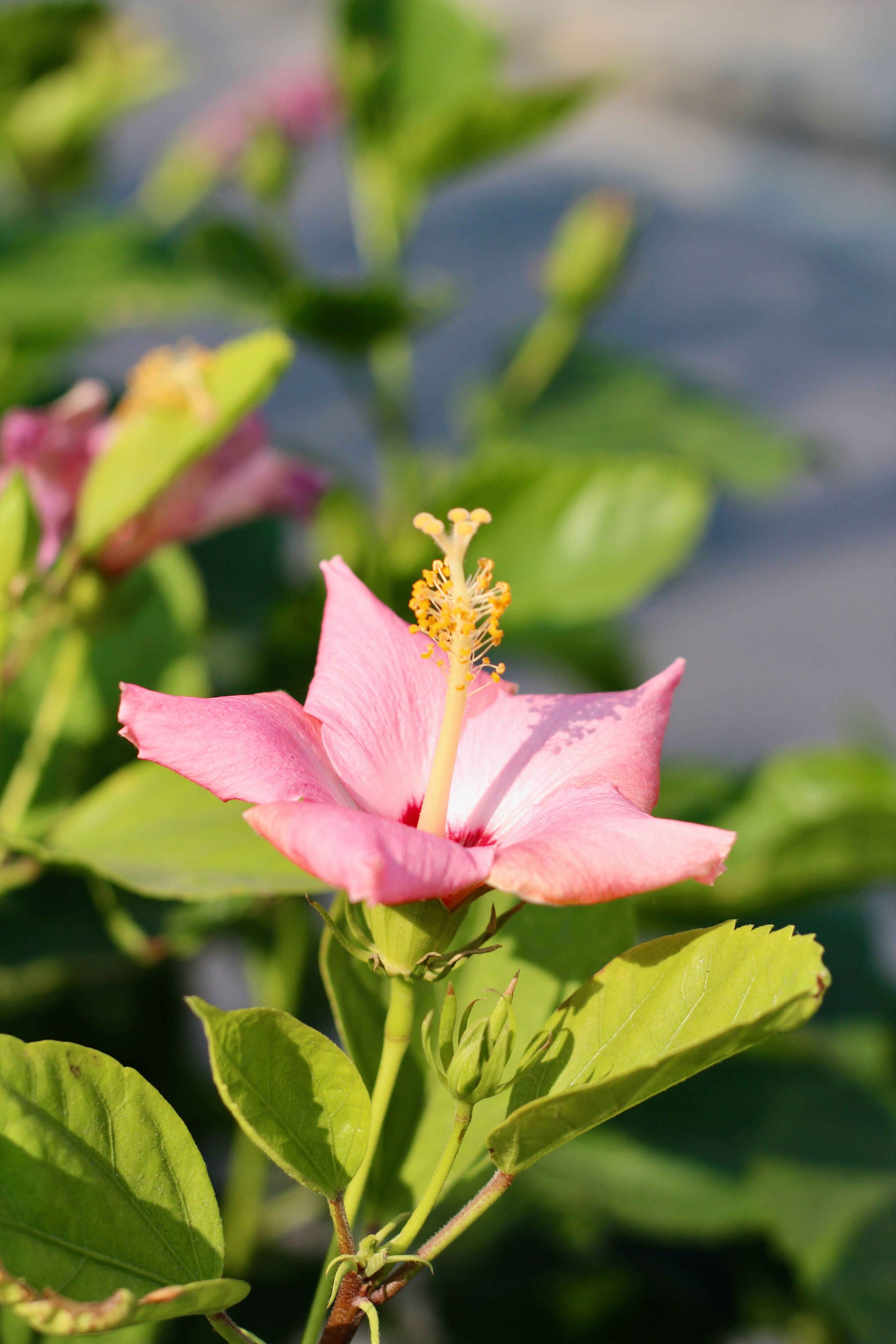 Mary+Flower+Bikini Photos, Download The BEST Free Mary+Flower+Bikini ...