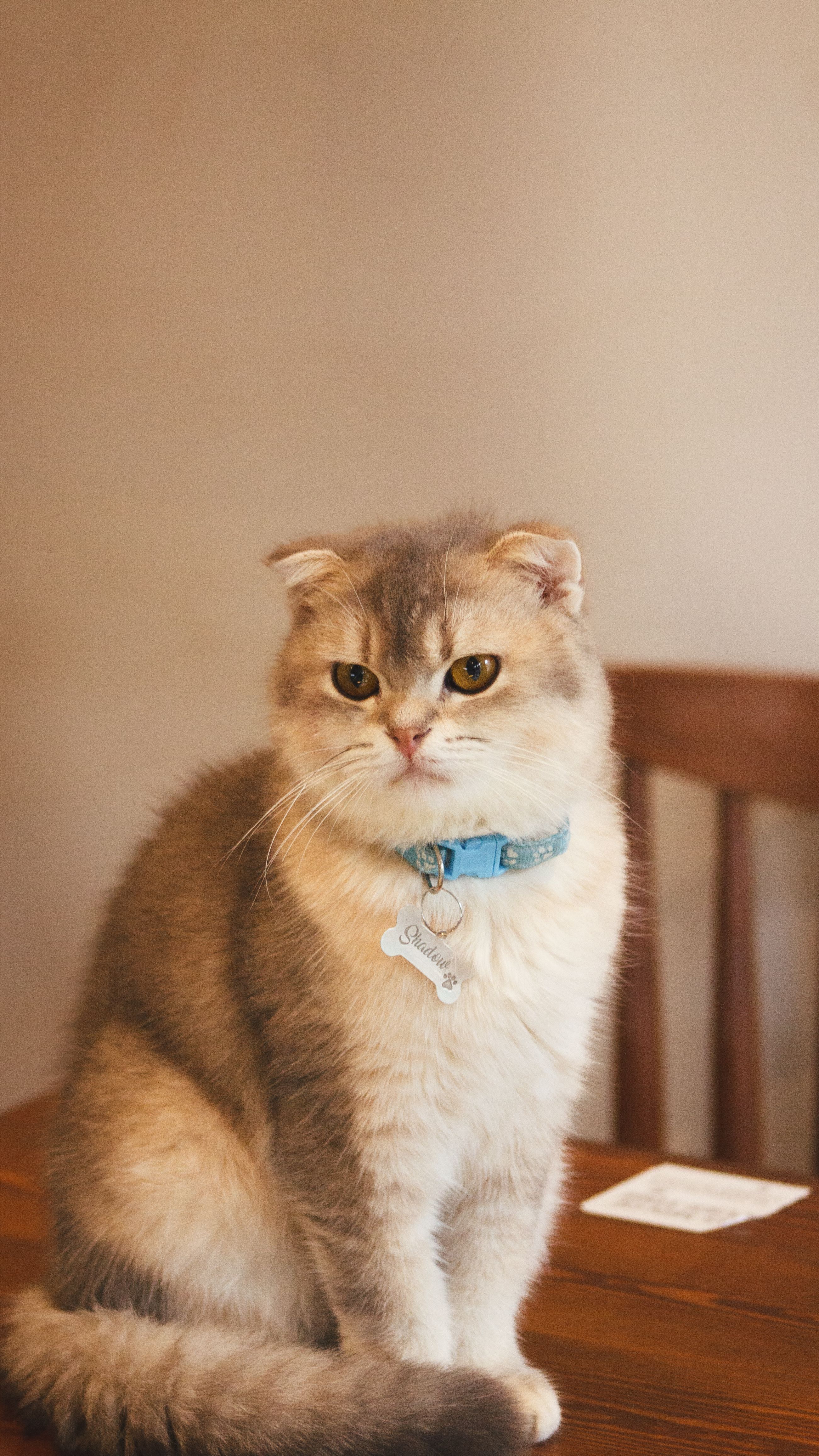 Cool Cat Photos, Download The BEST Free Cool Cat Stock Photos & HD Images
