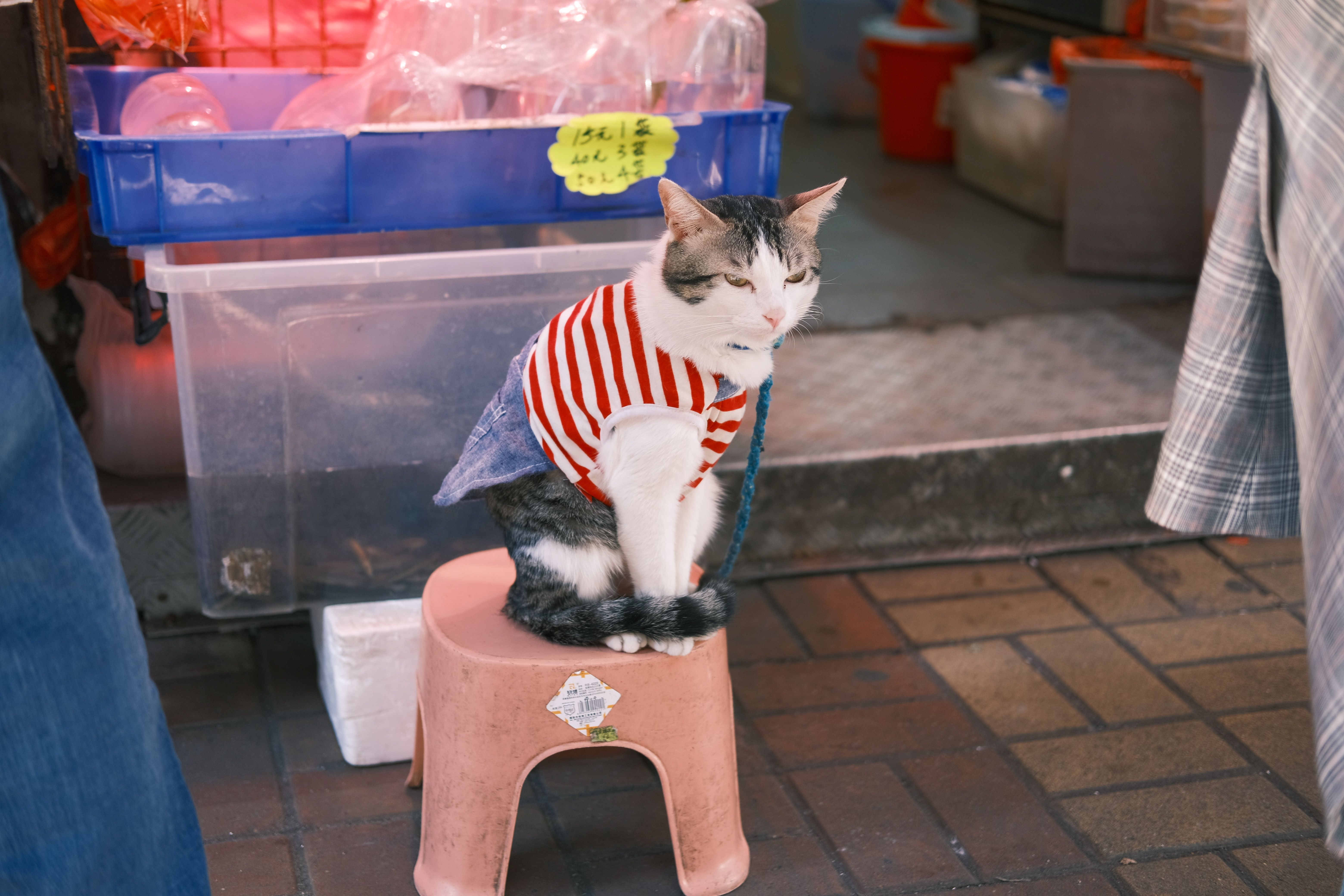 Cat+Cuit Photos, Download The BEST Free Cat+Cuit Stock Photos & HD Images