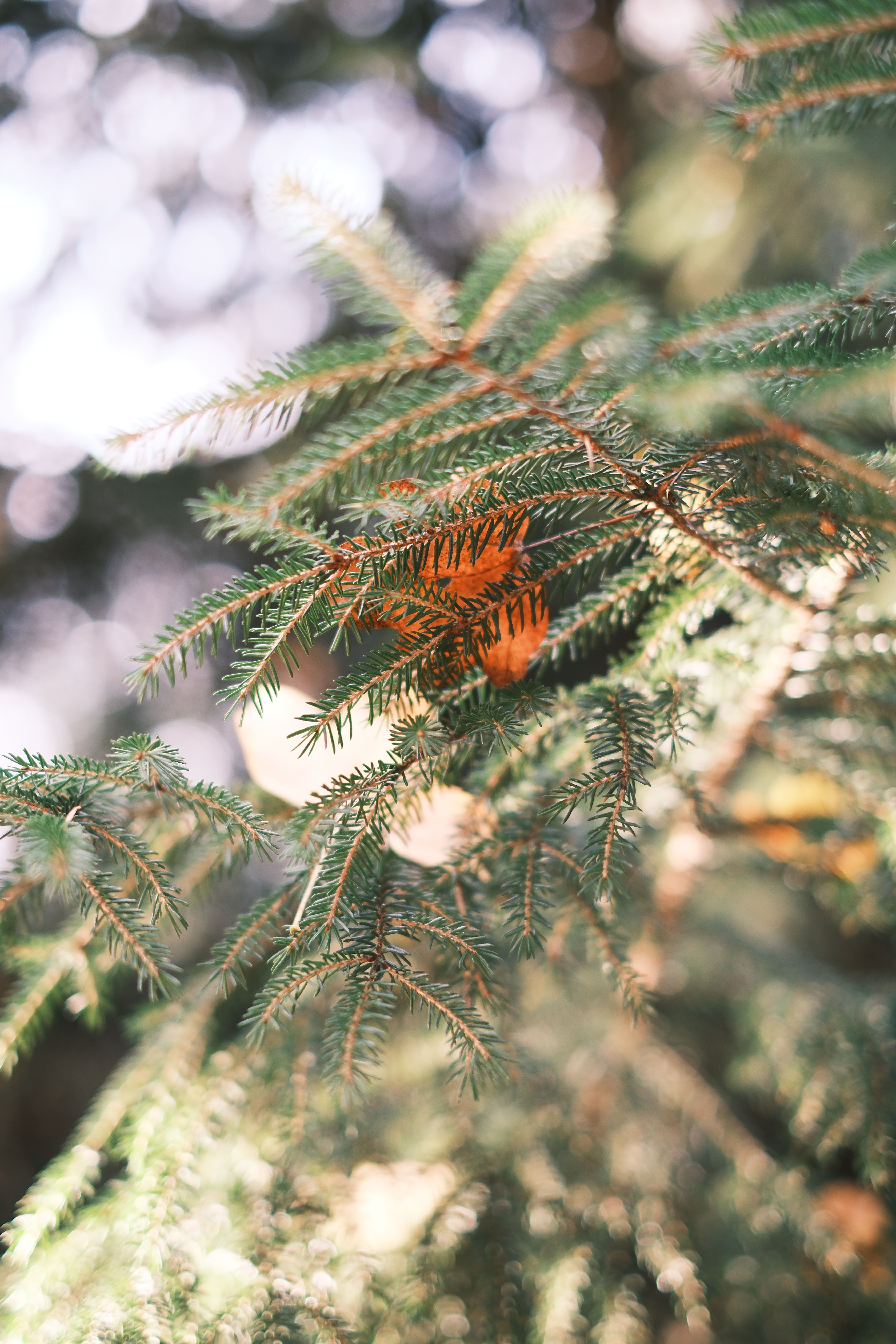 Split Pinus Vedic Photos, Download The BEST Free Split Pinus Vedic ...
