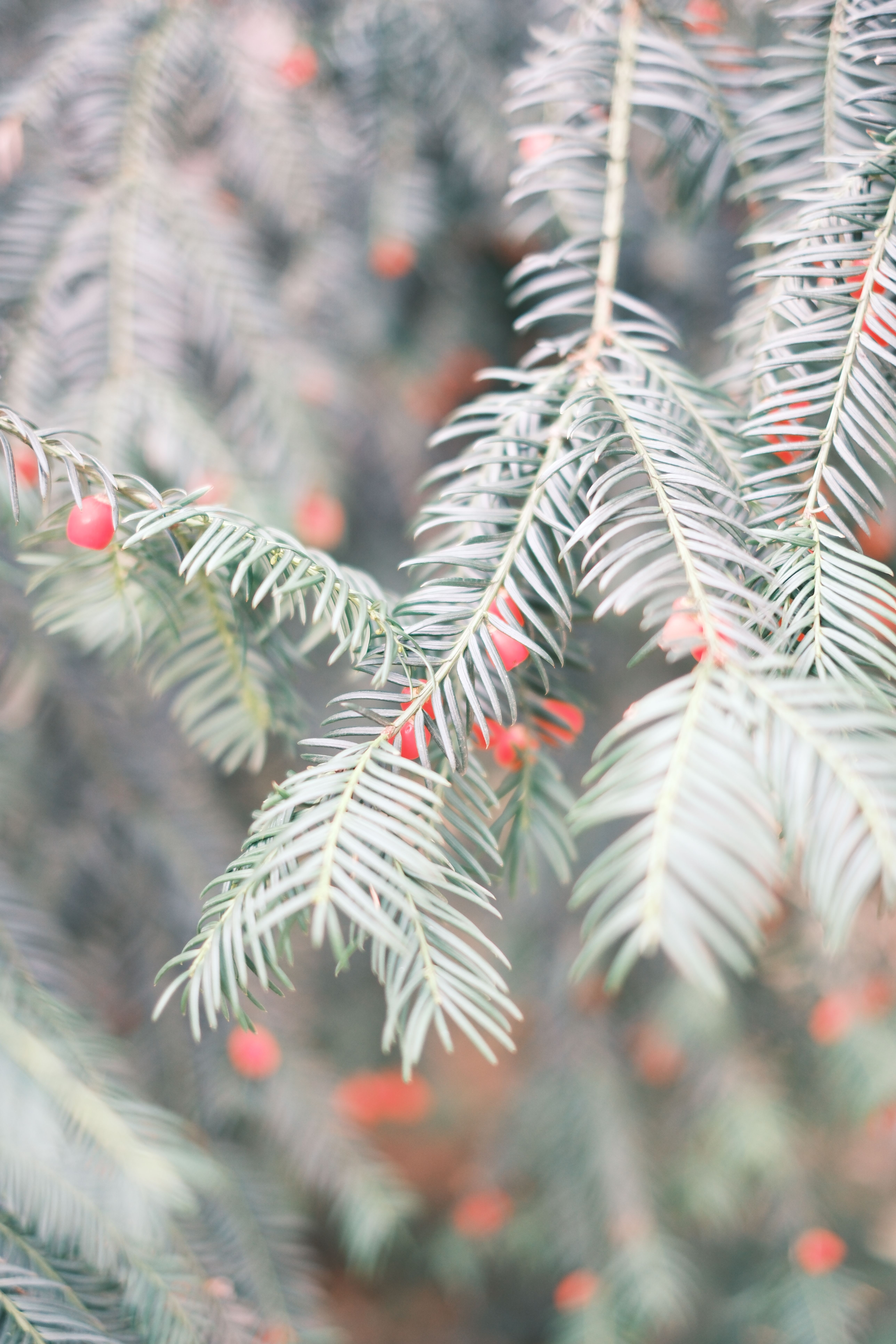 Close-Up of Evergreen Branches with Red Berries · Free Stock Photo