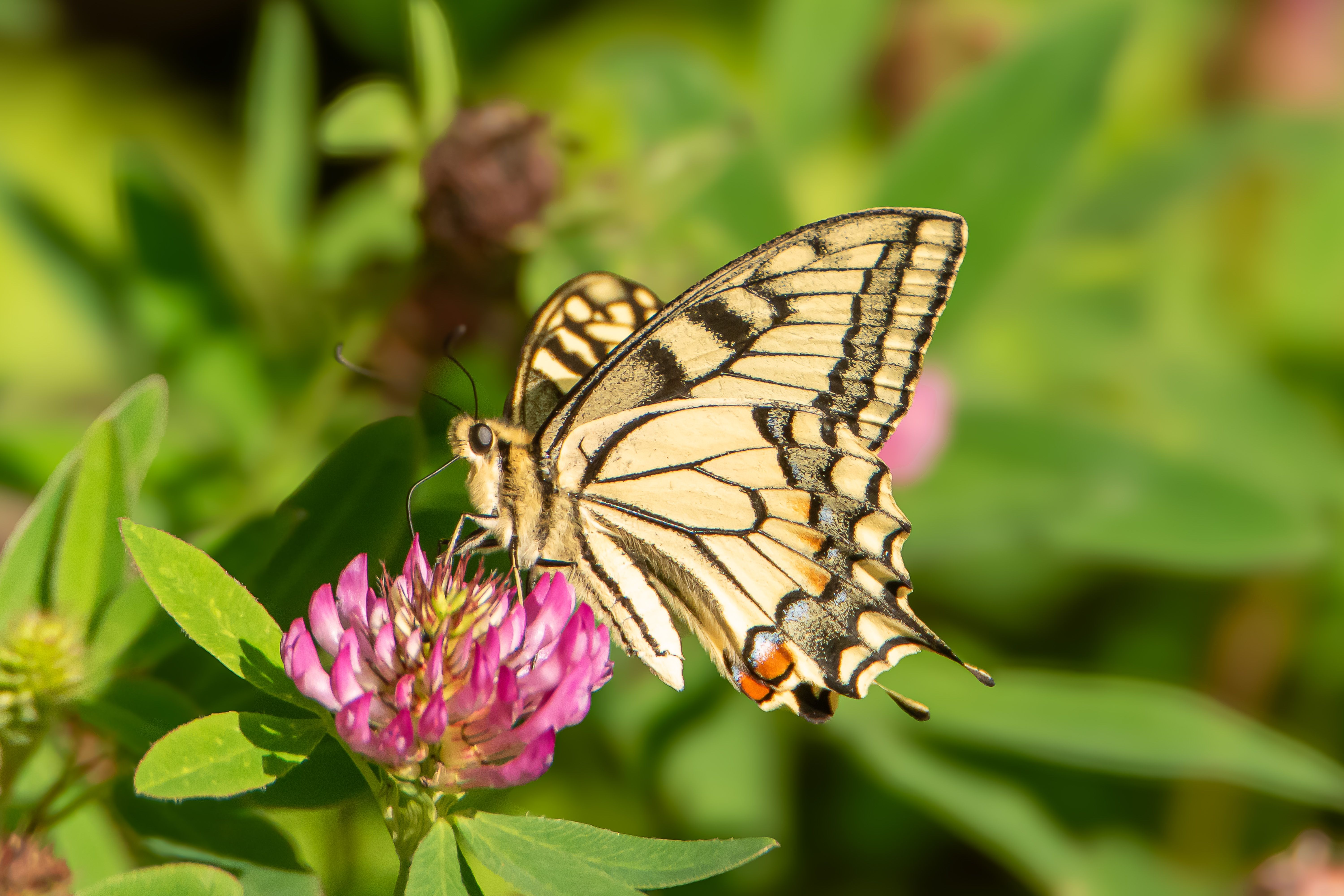 Butterfly On A Flower Photos, Download The BEST Free Butterfly On A ...