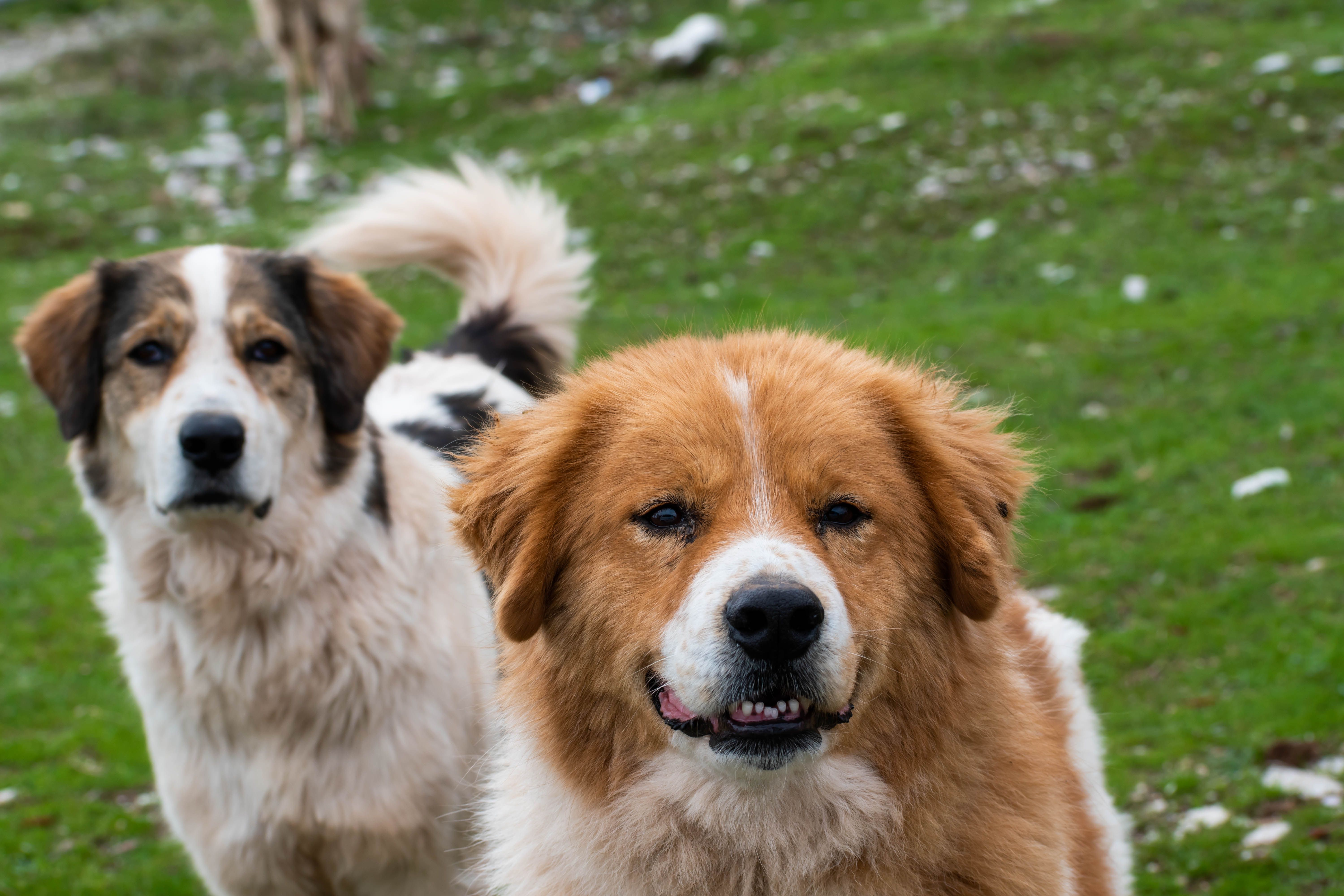 Playful Shepherd Dogs in Green Field · Free Stock Photo