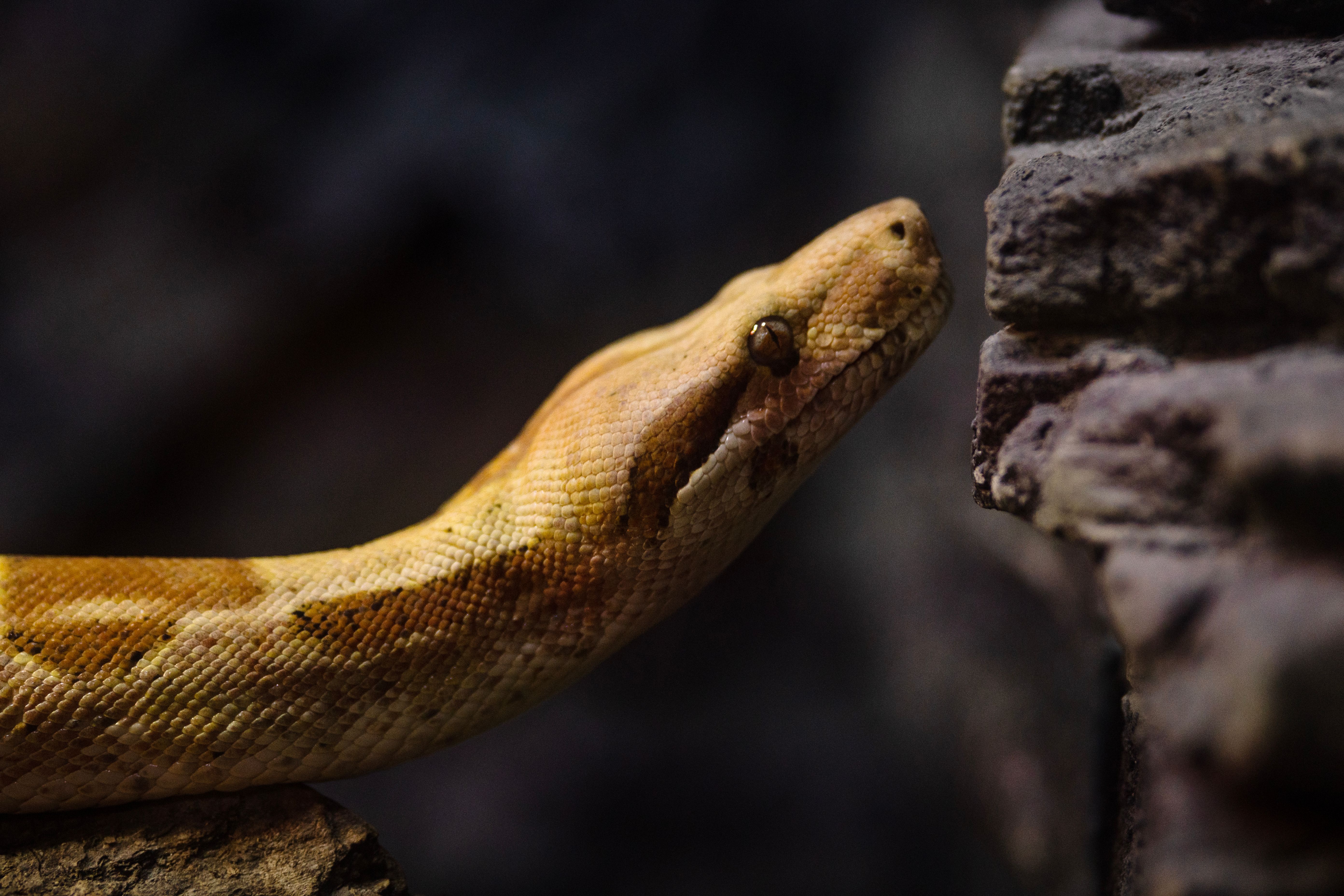 Close-up of a Boa Constrictor in Natural Habitat · Free Stock Photo