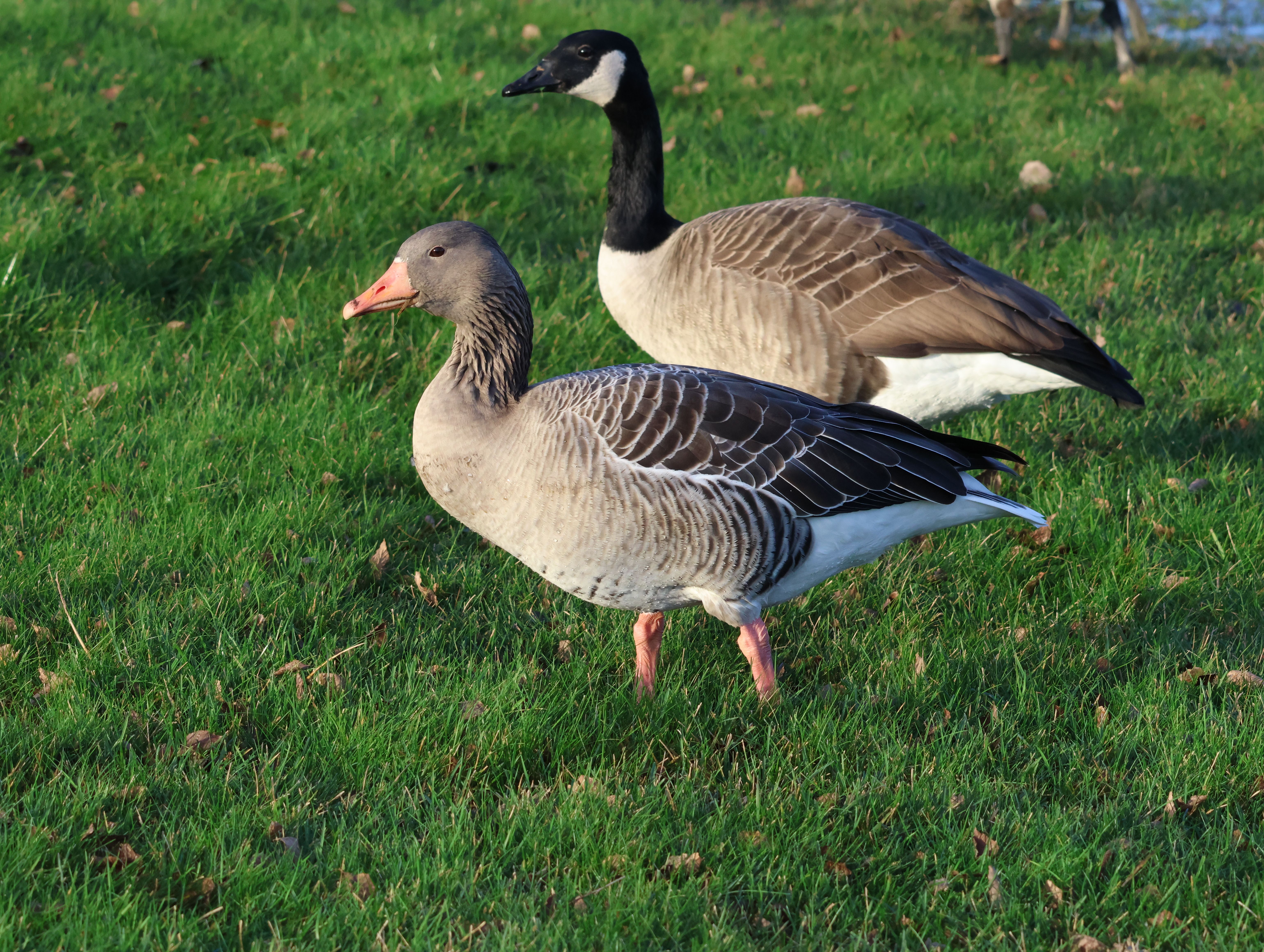Duo of Geese Grazing in Stockholm Park · Free Stock Photo