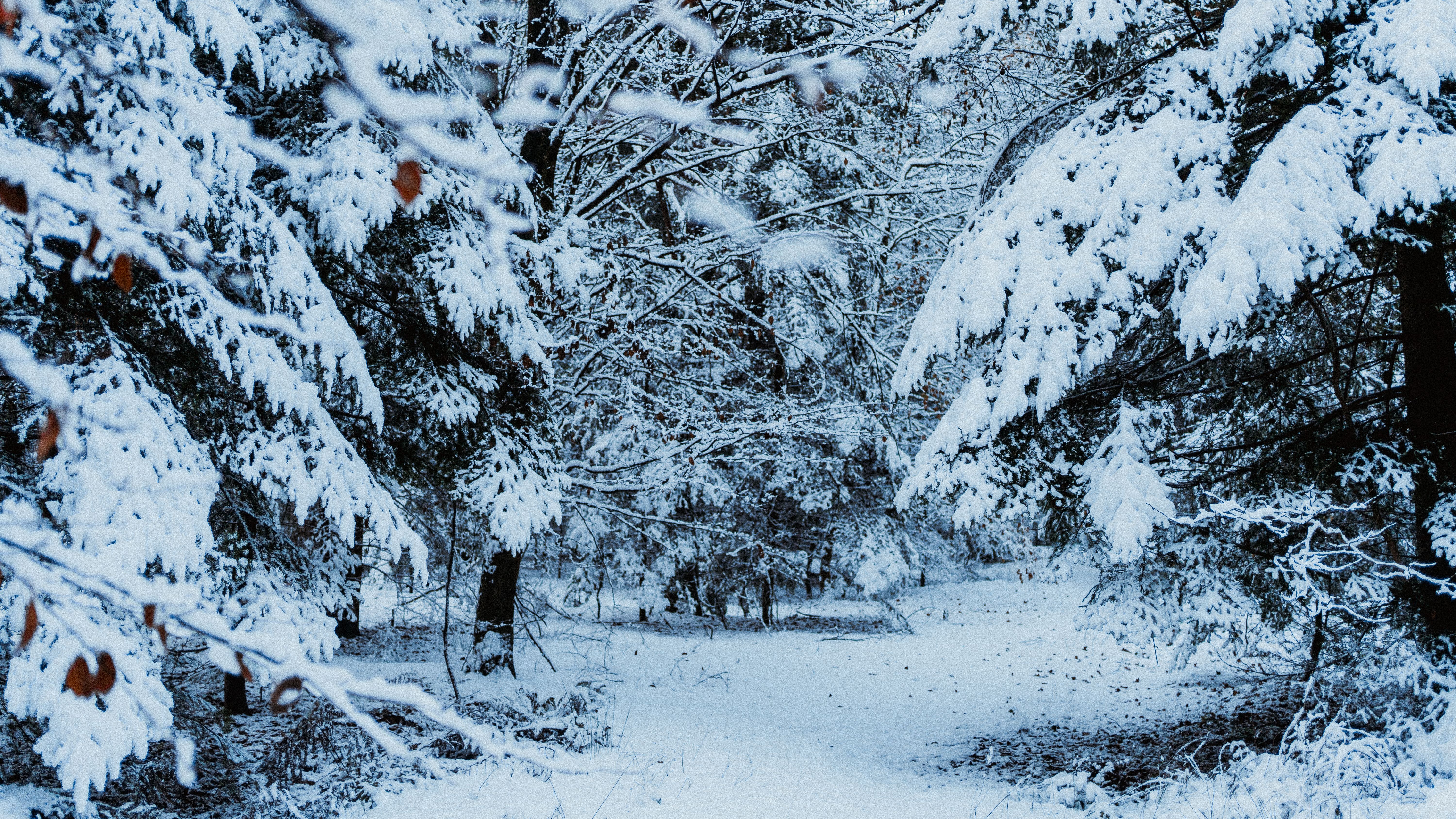 Snow-Covered Winter Forest in Aurich, Germany · Free Stock Photo