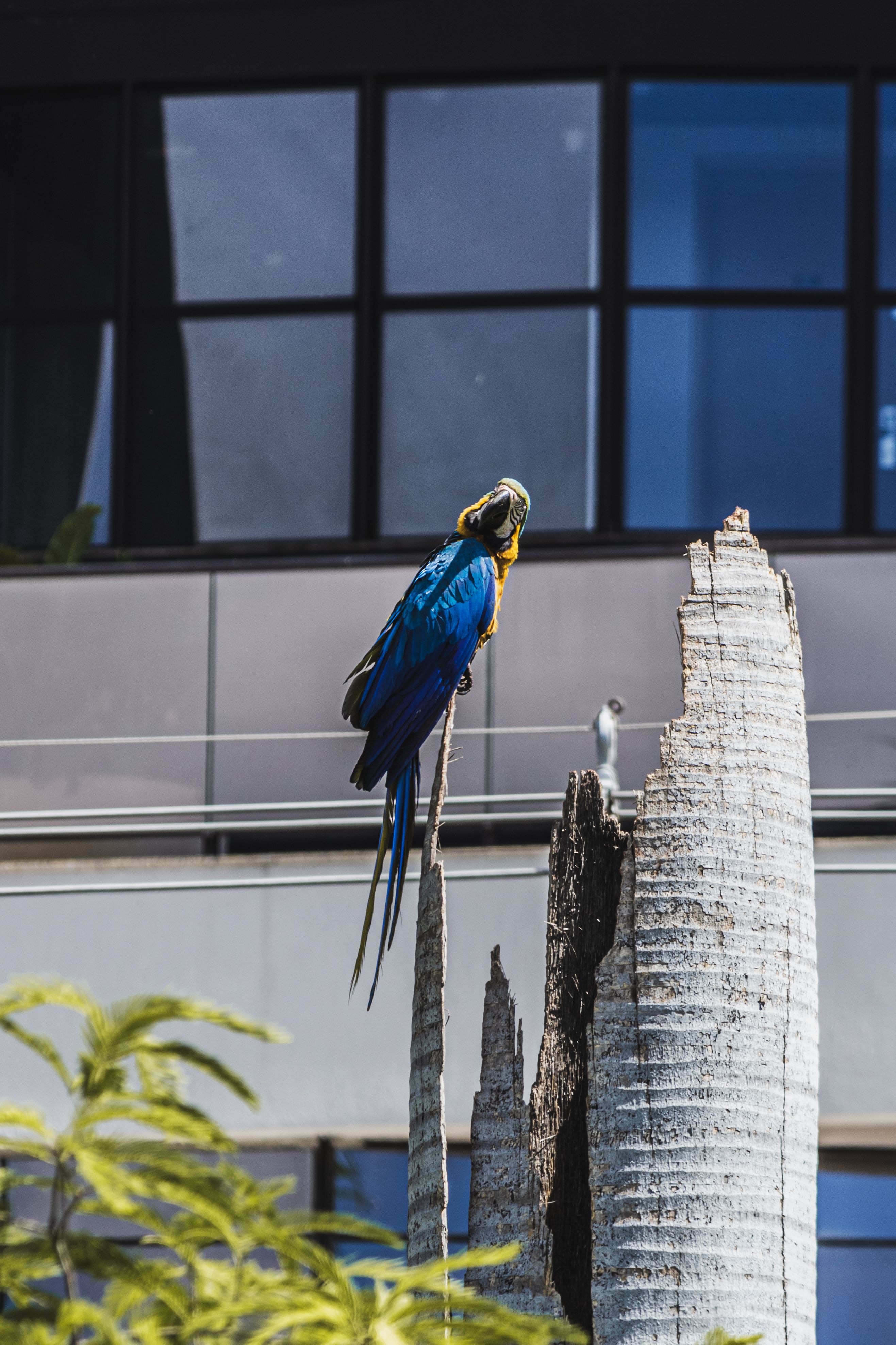 Blue and Yellow Macaw Perched on Tree Stump · Free Stock Photo