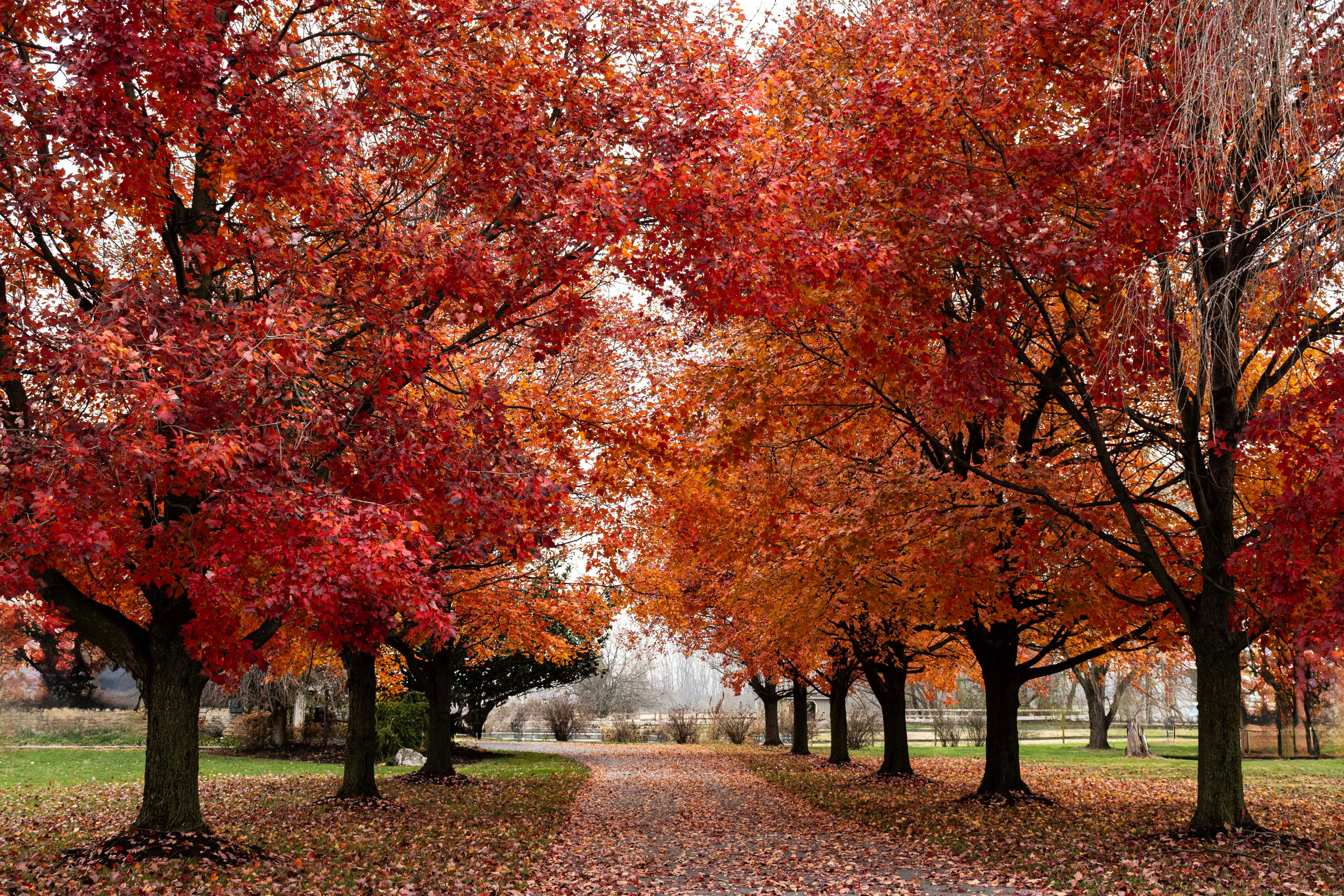 Vibrant Autumn Pathway in a Scenic Park · Free Stock Photo