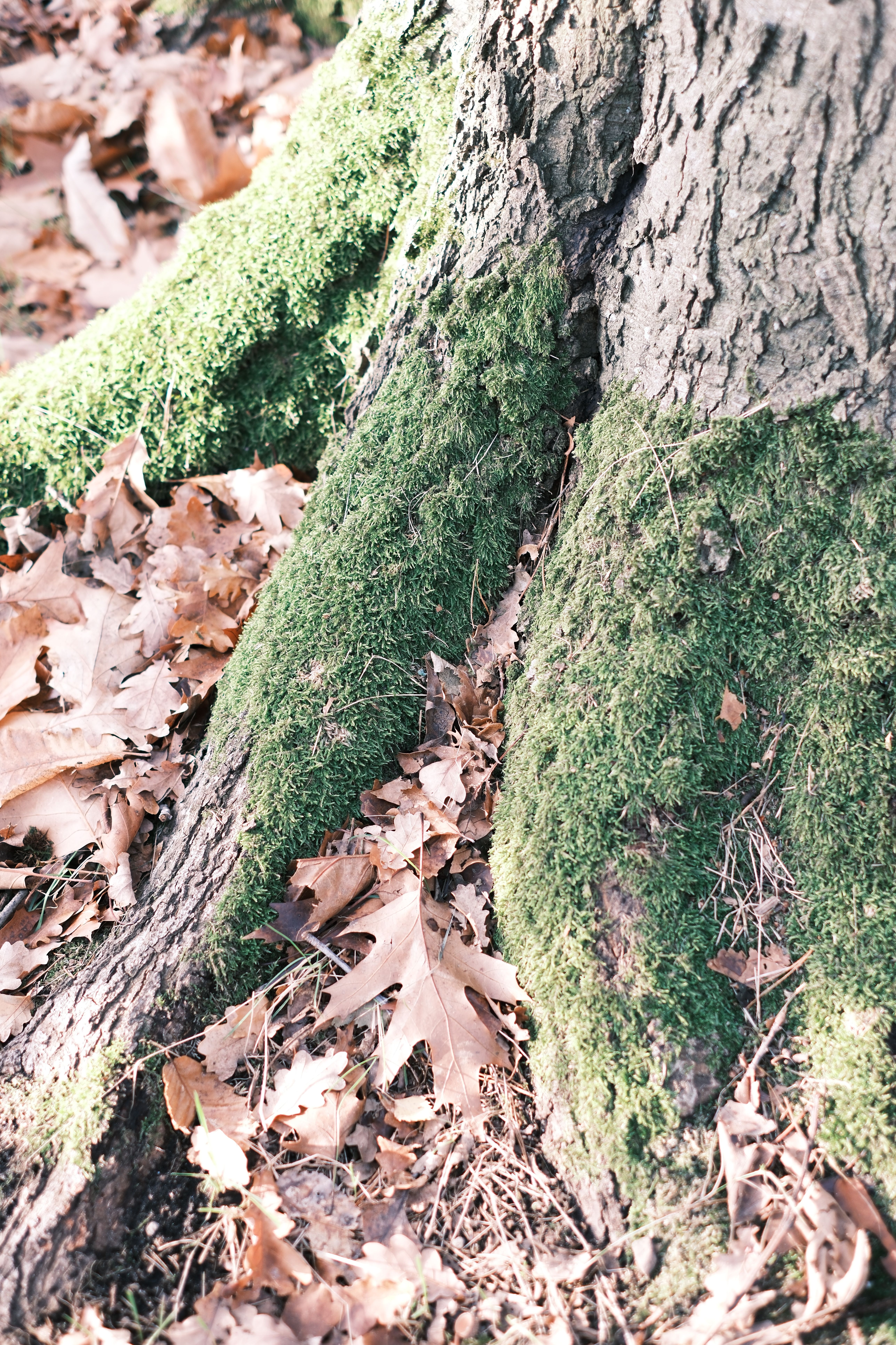 Close-Up of Mossy Tree Trunk in Autumn · Free Stock Photo