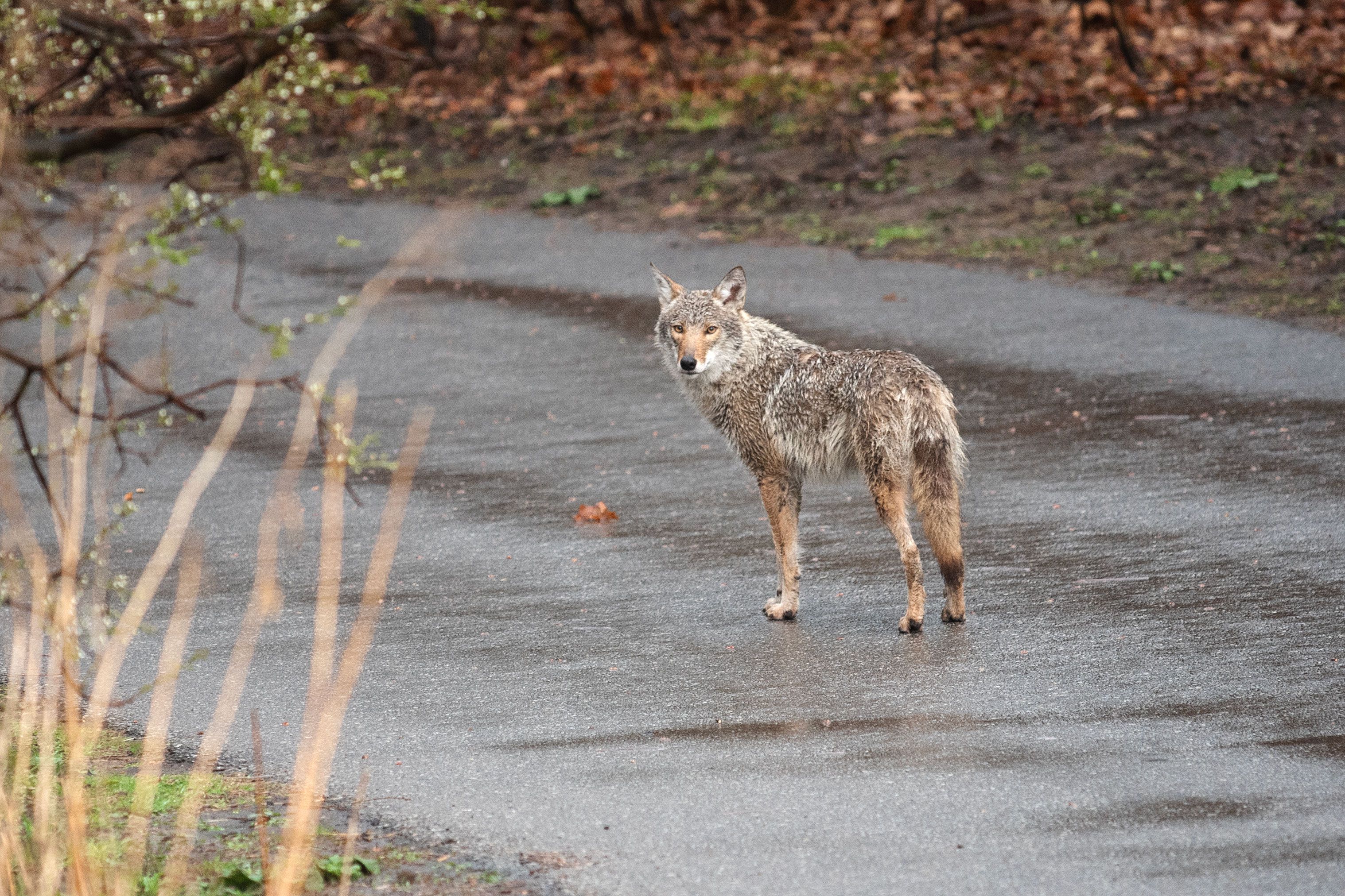 Solitary Coyote on a Rainy Path in the Forest · Free Stock Photo