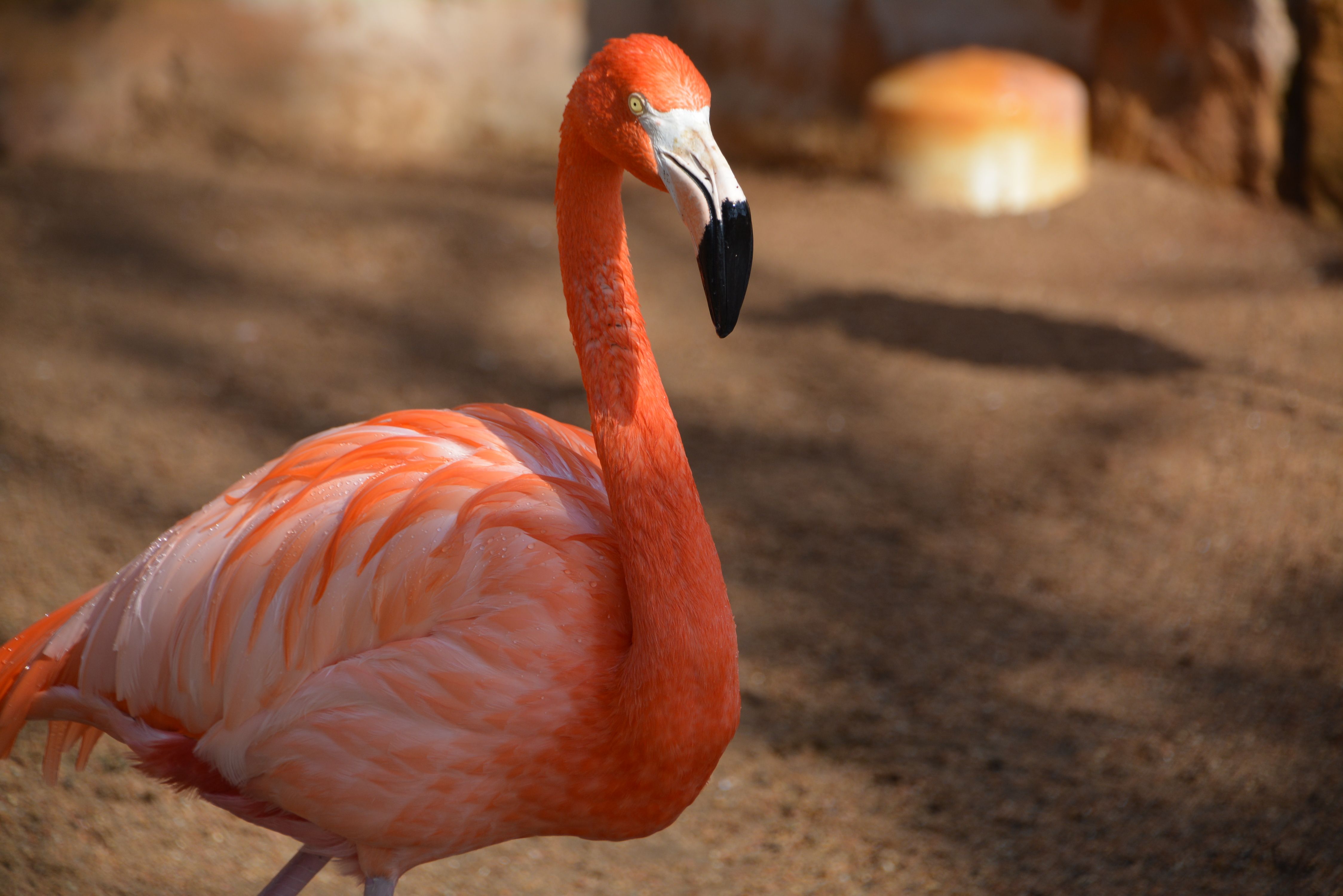 Selective Focus Photography of Flamingo · Free Stock Photo