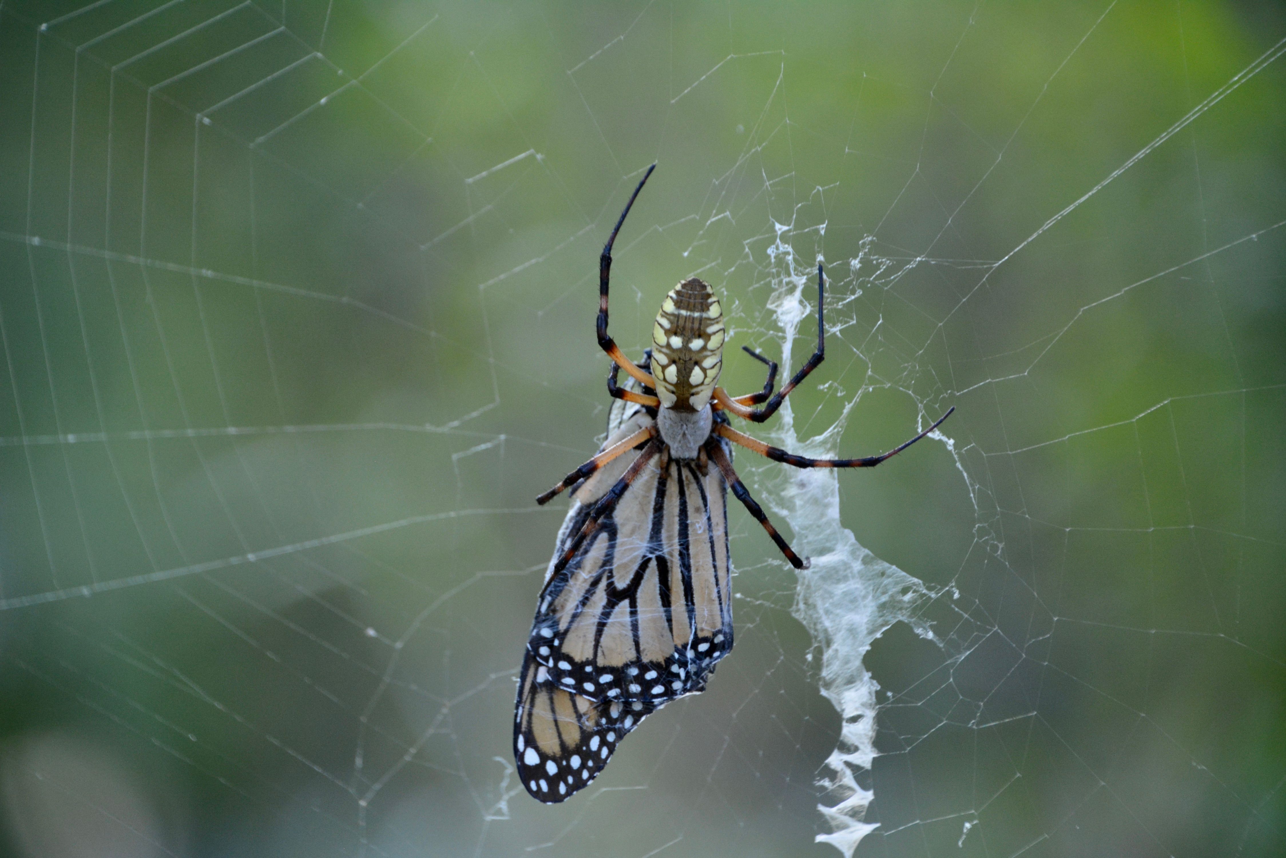 Arachnid Identification Photos, Download The BEST Free Arachnid ...