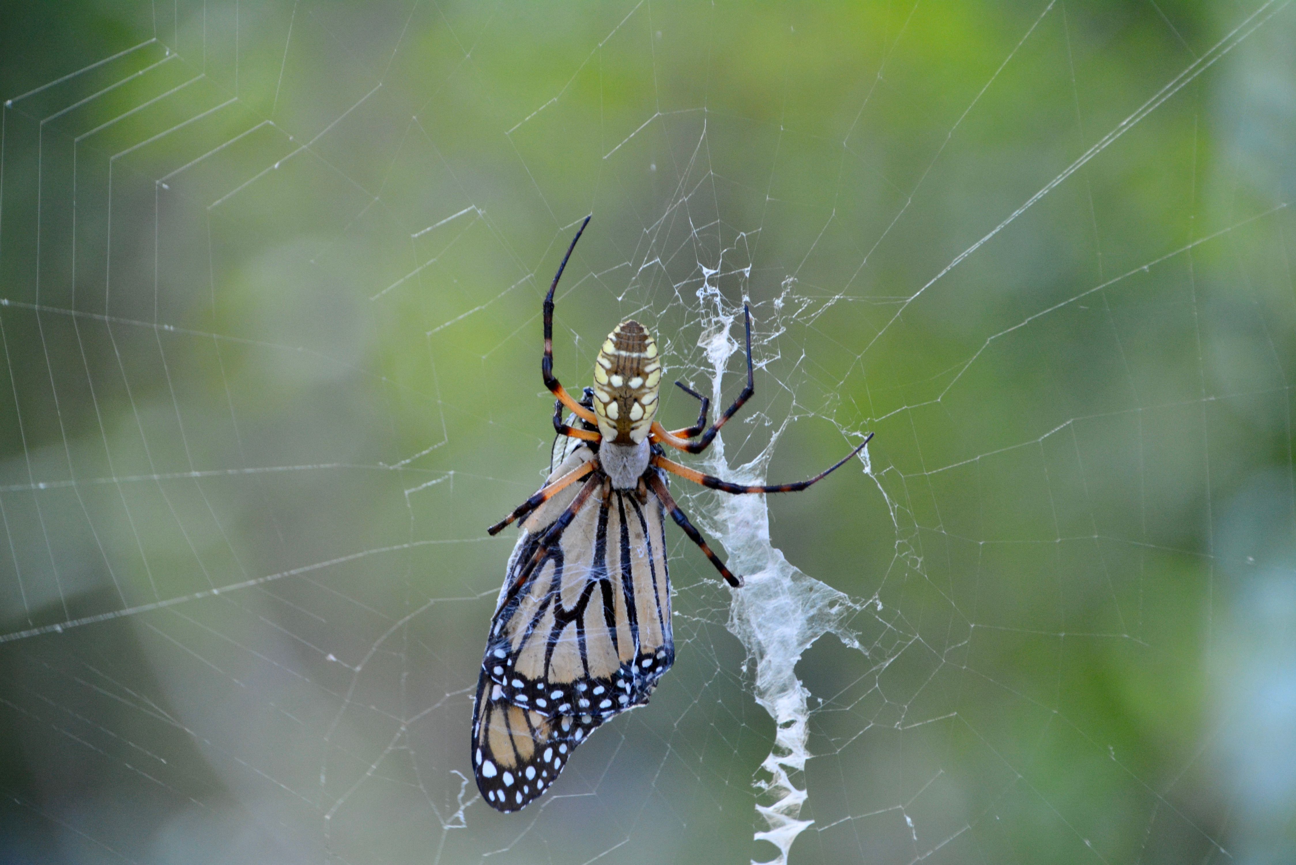 Argiope Spider with Prey on Web in Texas · Free Stock Photo