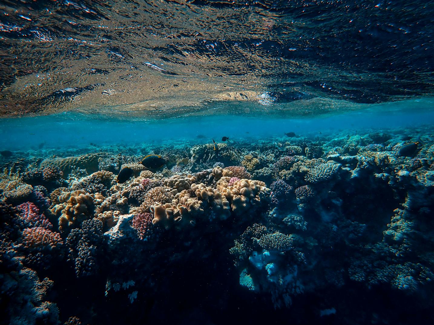 Bermuda Insurance Companies: Key Features and Overview