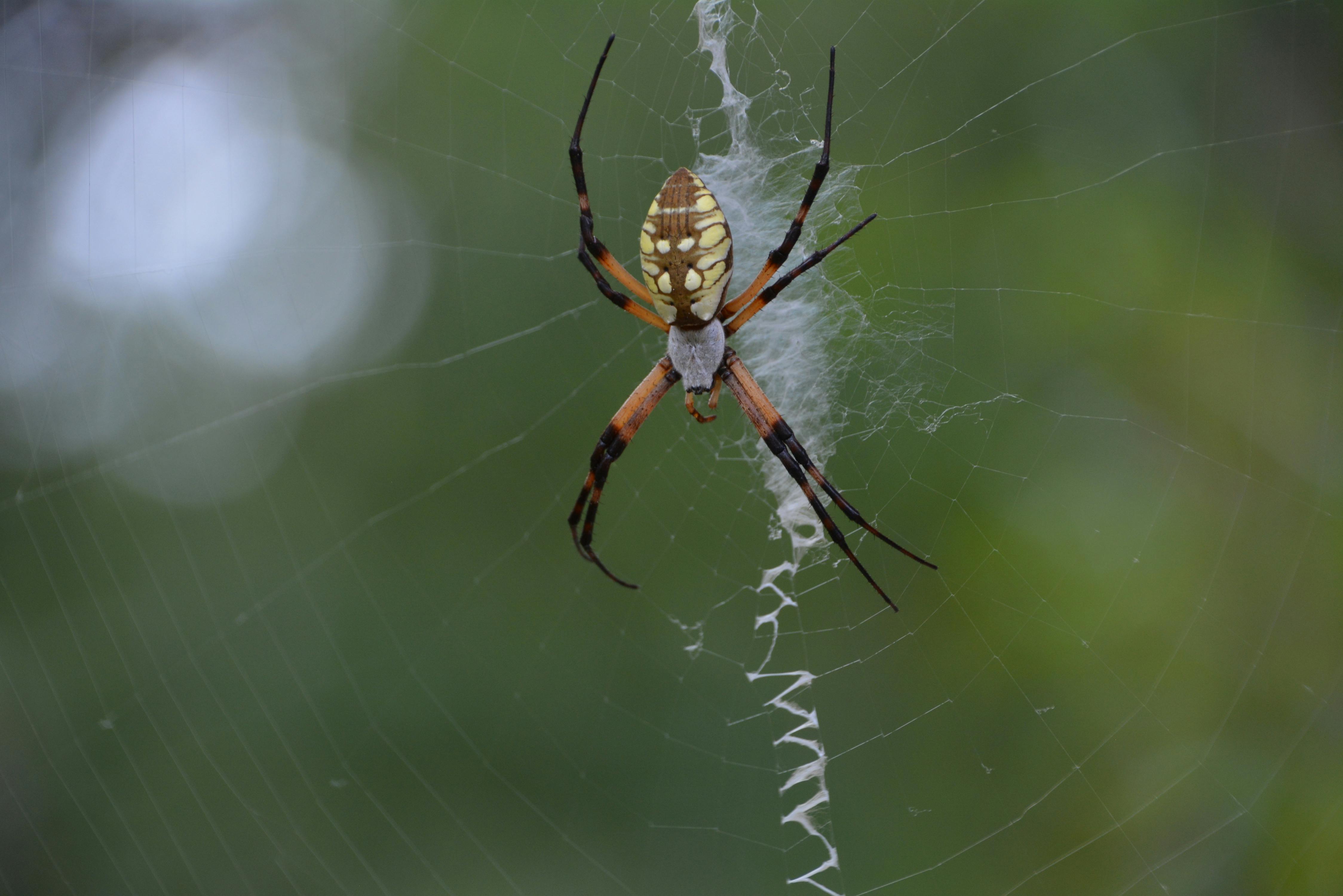 Photo gratuite de amérique du nord, arachnide, arachnologie, araignée ...