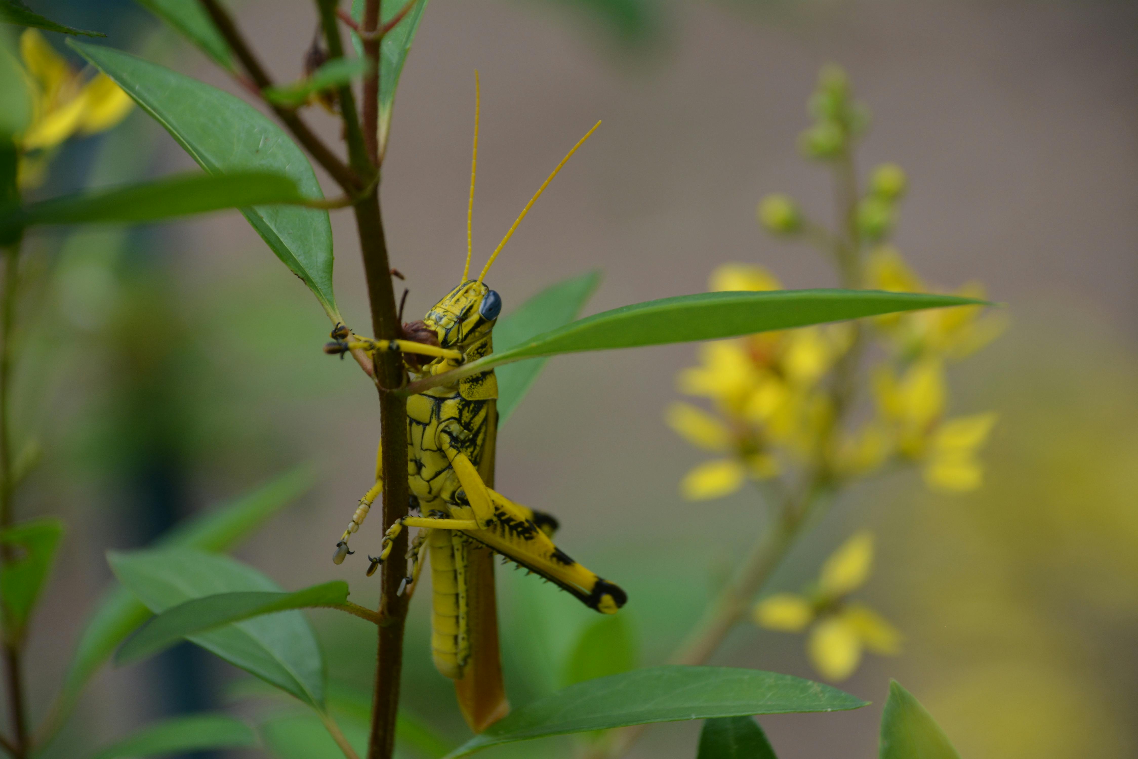 Foto de stock gratuita sobre al aire libre, amarillo, américa del norte ...