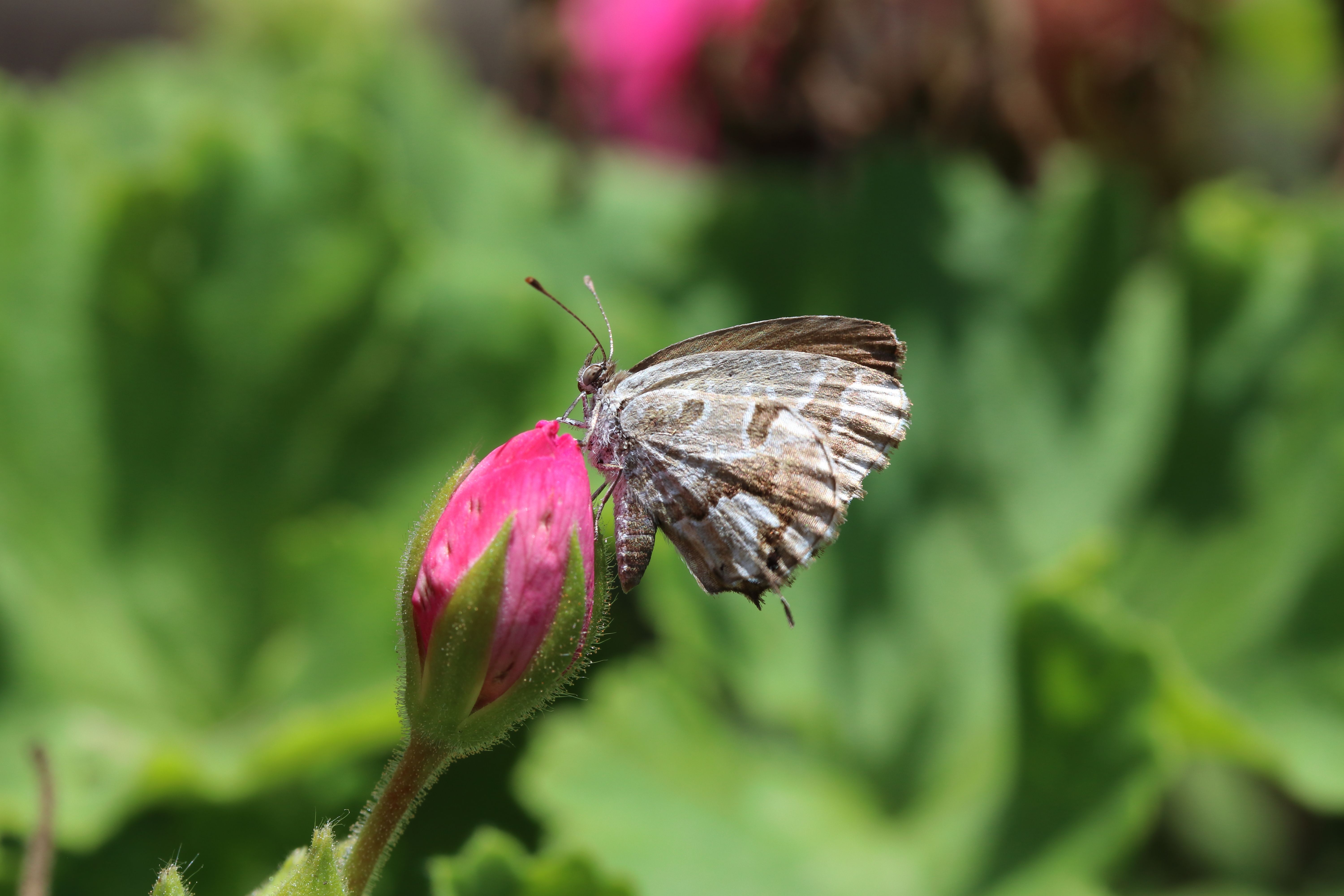 Butterfly 4k Photos, Download The BEST Free Butterfly 4k Stock Photos ...