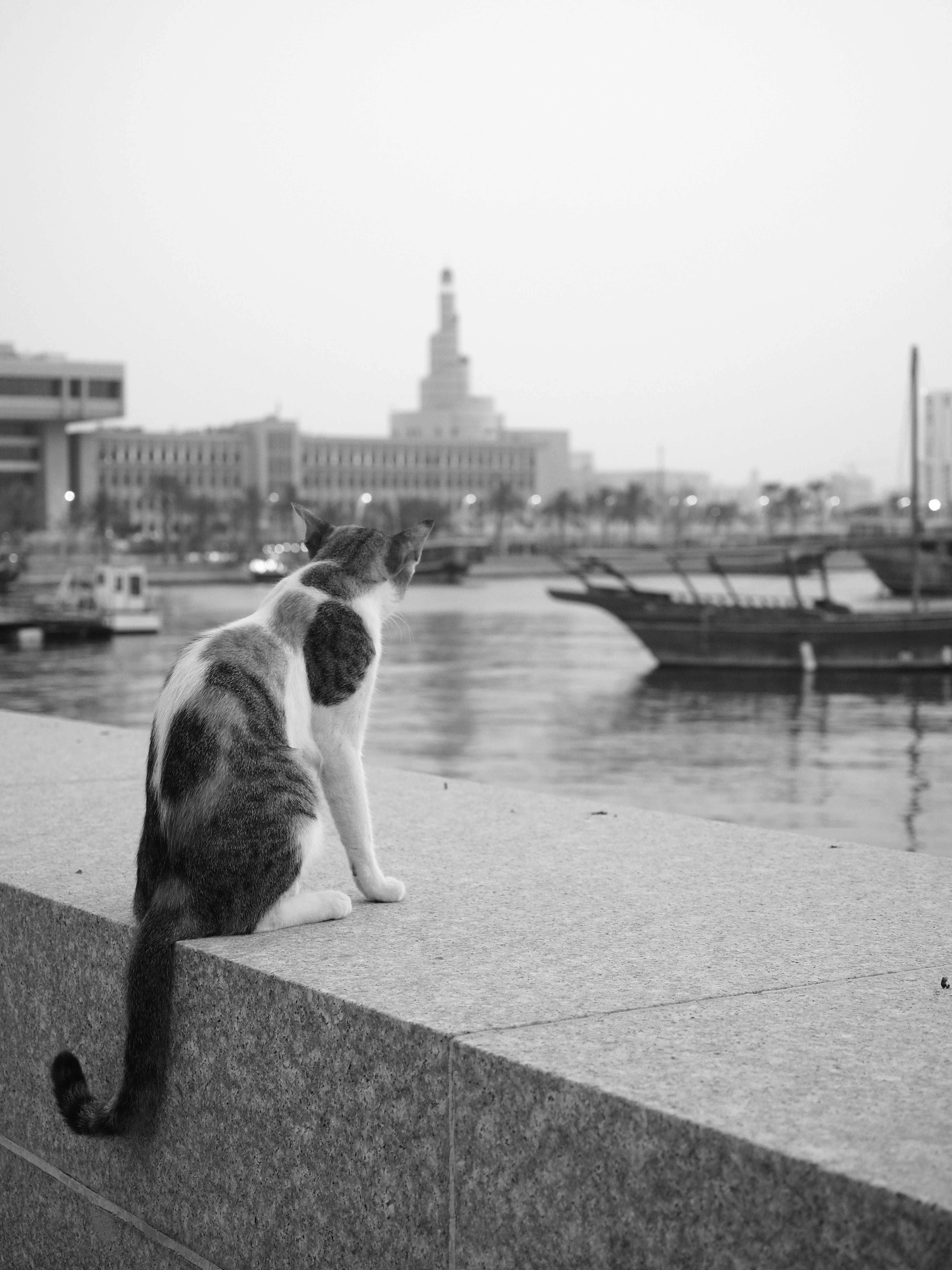 Street Cat Overlooks Doha's Waterfront in Monochrome · Free Stock Photo
