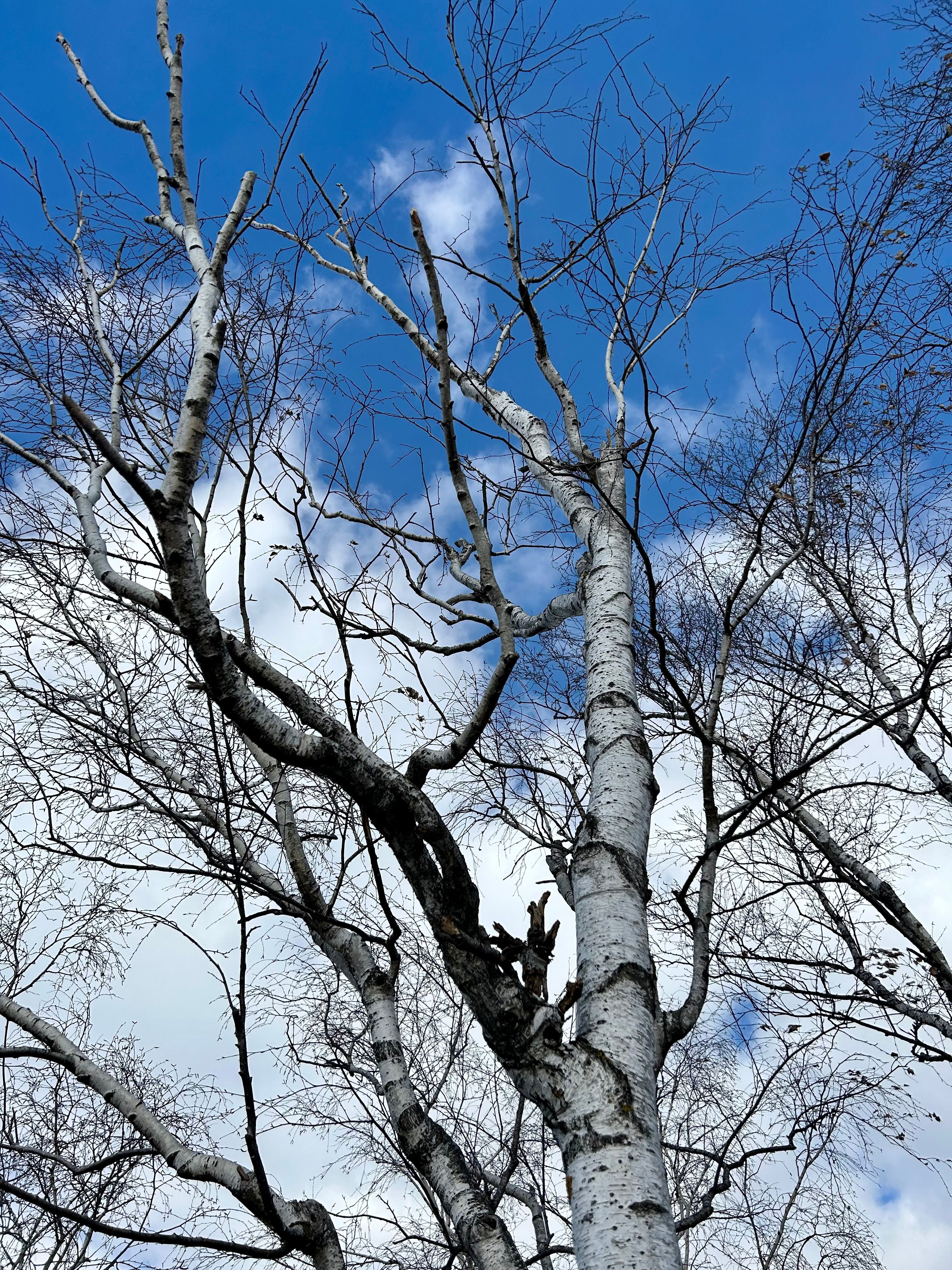 Bare Silver Birch Trees Against Blue Sky · Free Stock Photo