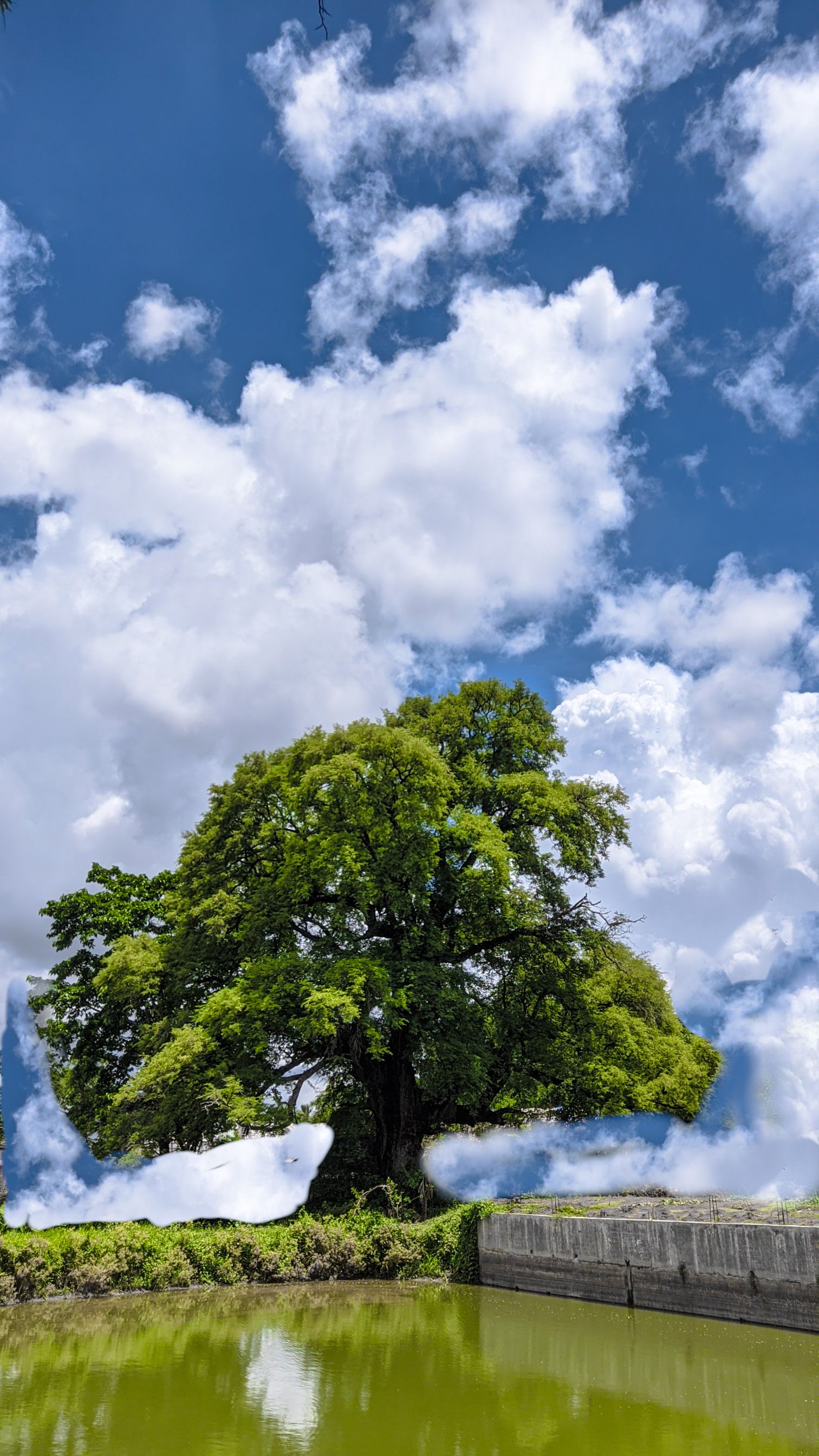 Majestic Tree by Reflective Water with Blue Sky · Free Stock Photo