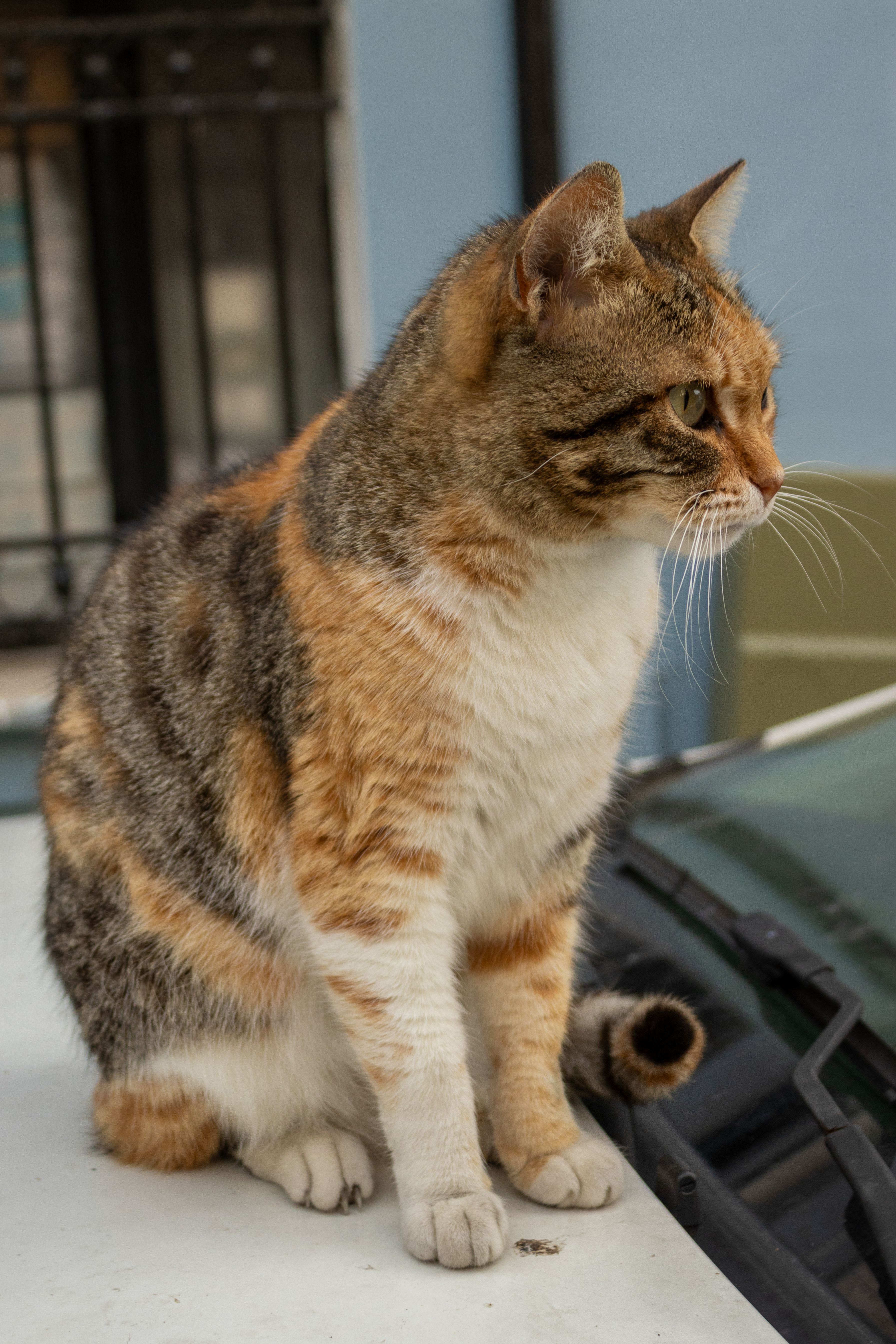Calico Cat Sitting on Car Hood Outdoors · Free Stock Photo