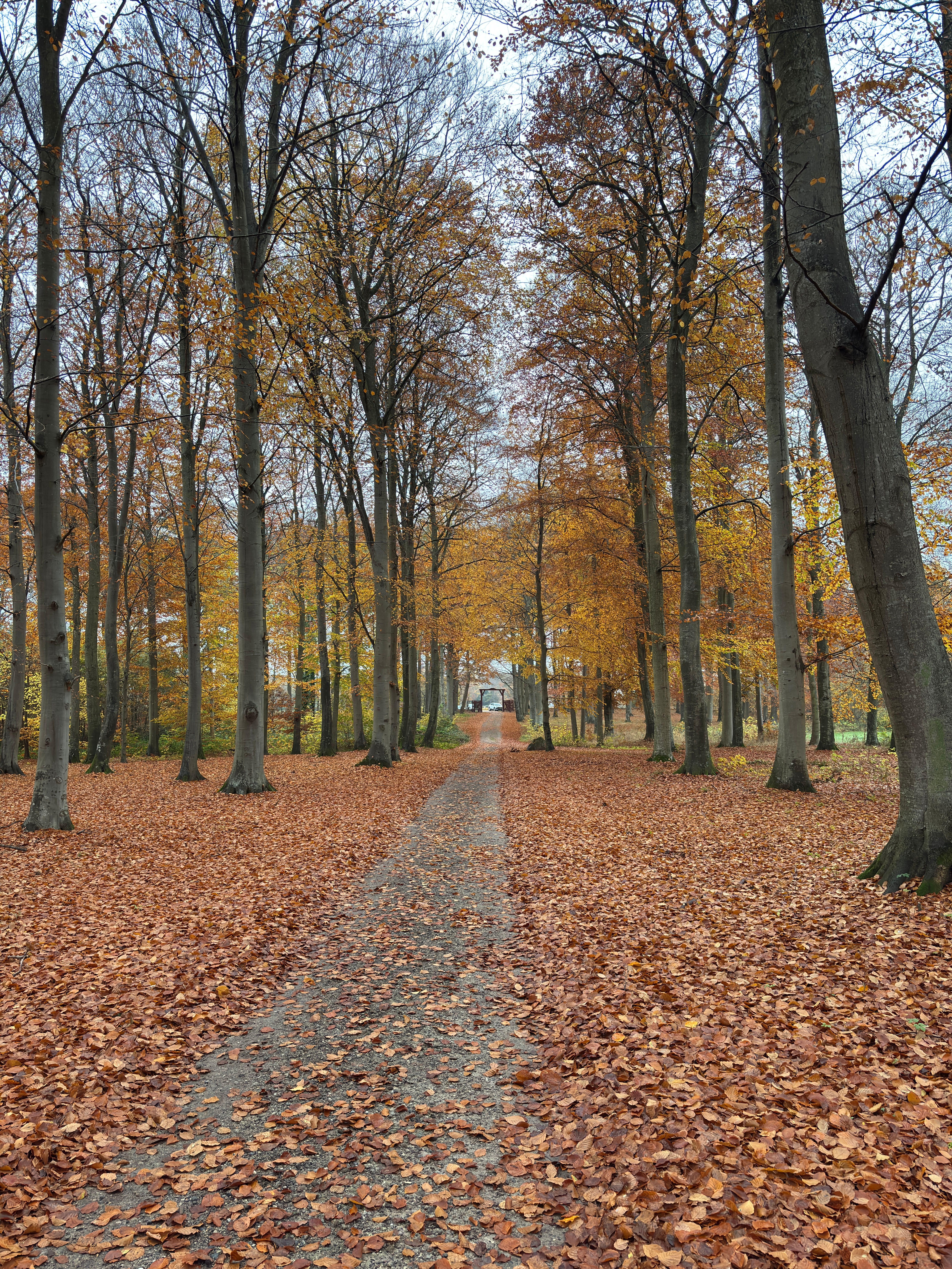 Scenic Autumn Pathway in Bogense, Denmark · Free Stock Photo