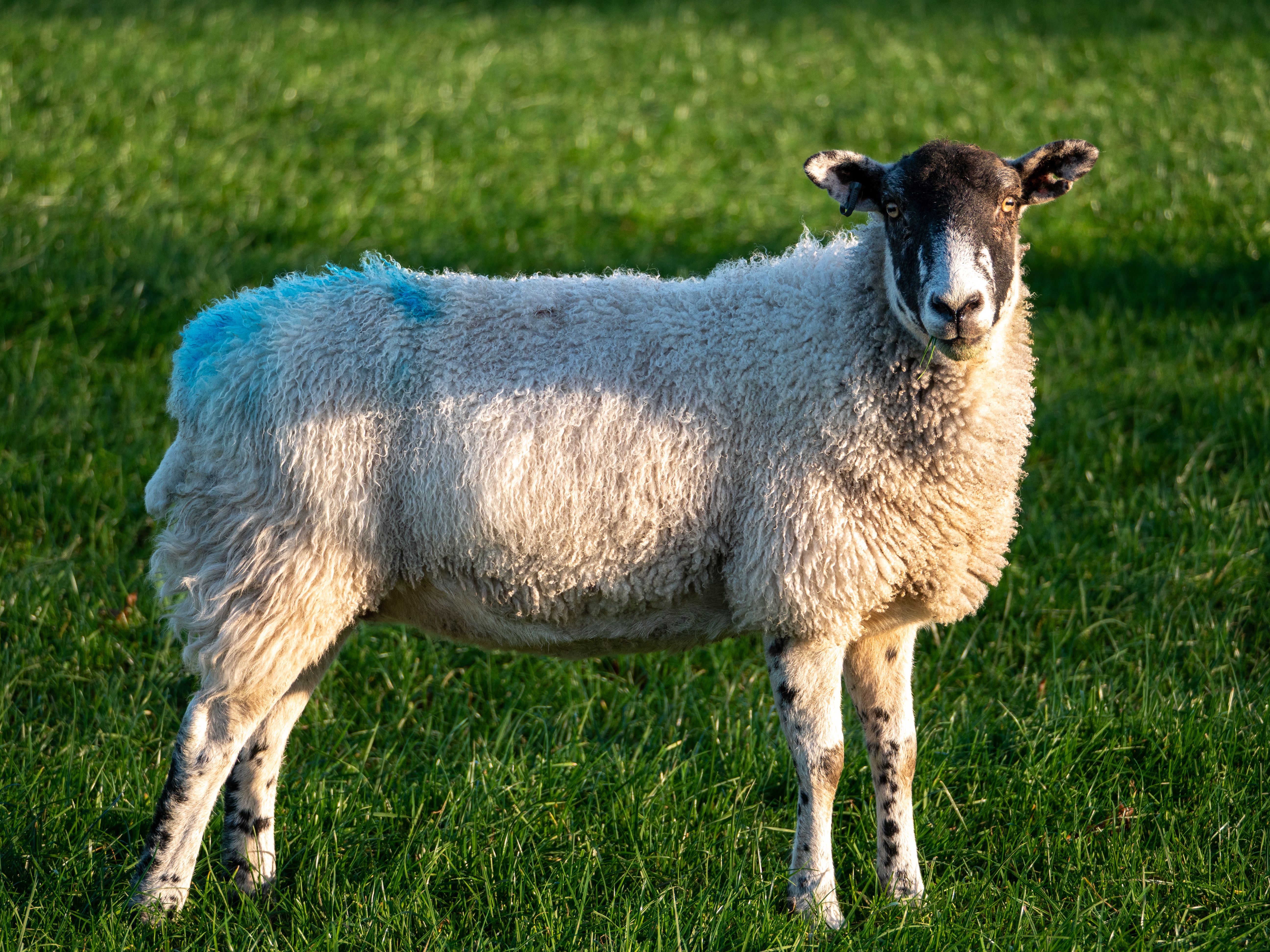 Sheep Grazing in Brearton Pasture, UK · Free Stock Photo