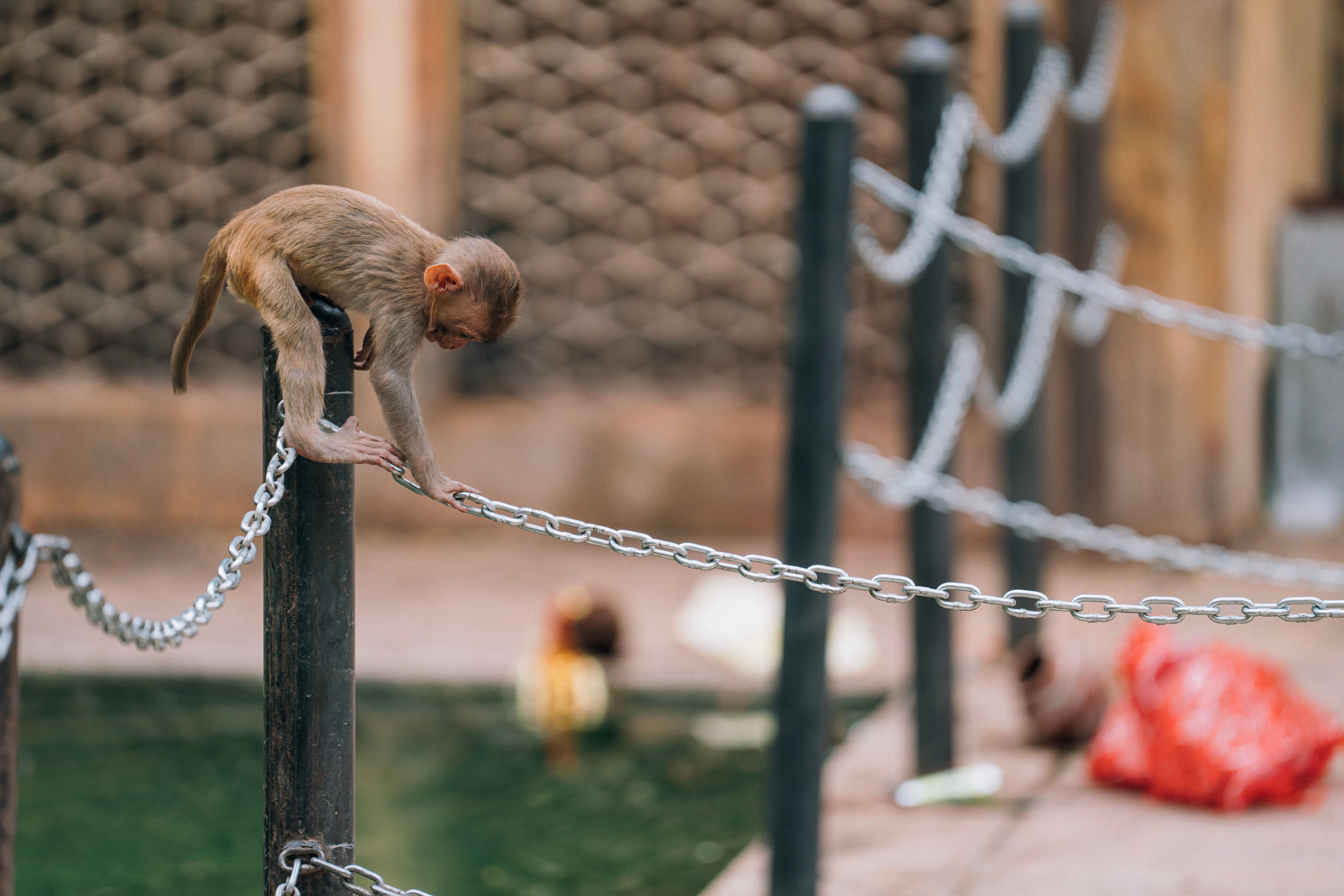 Young Monkey Balancing on Chain by Water · Free Stock Photo