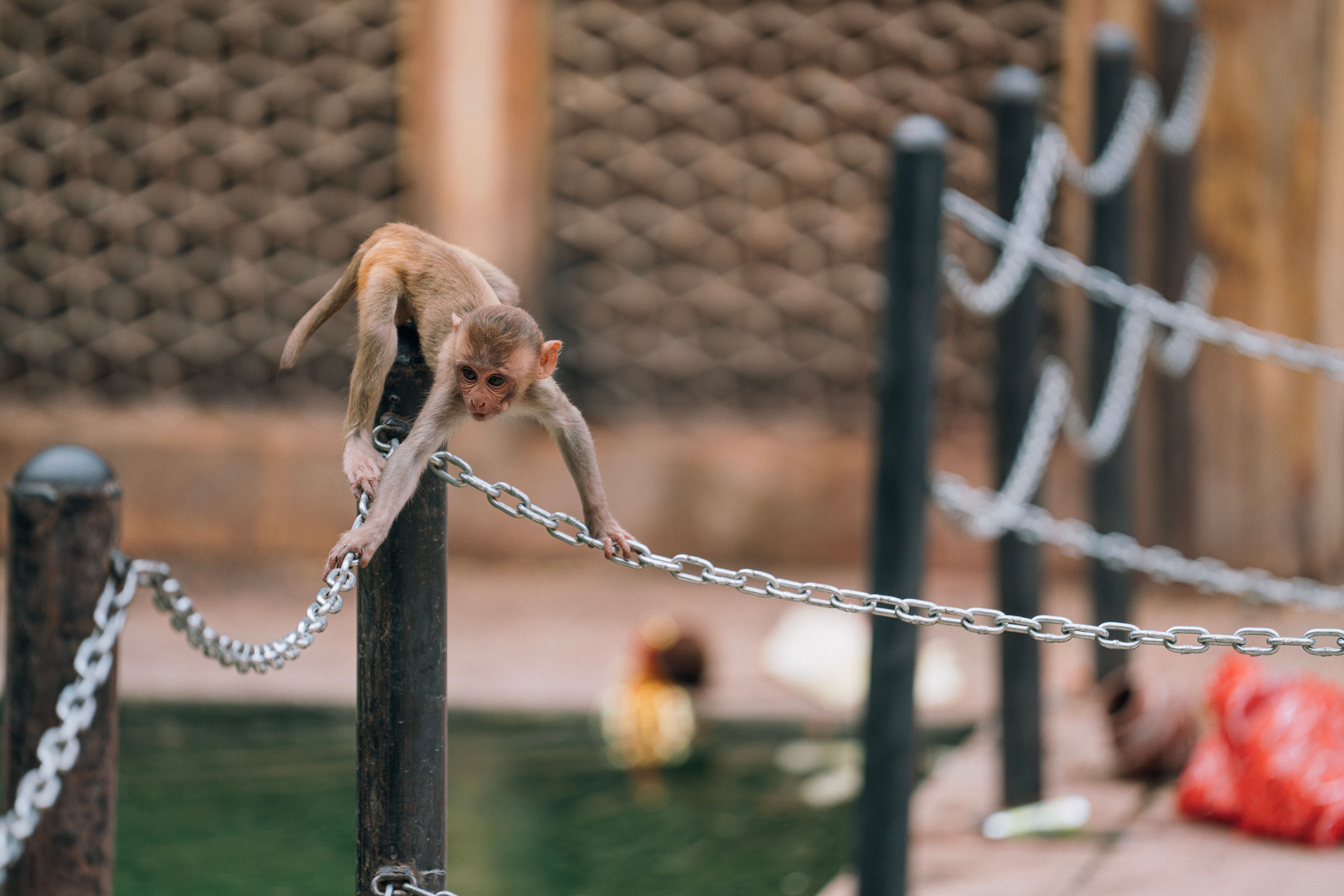 Young Monkey Balancing on Chain Fence Outdoors · Free Stock Photo