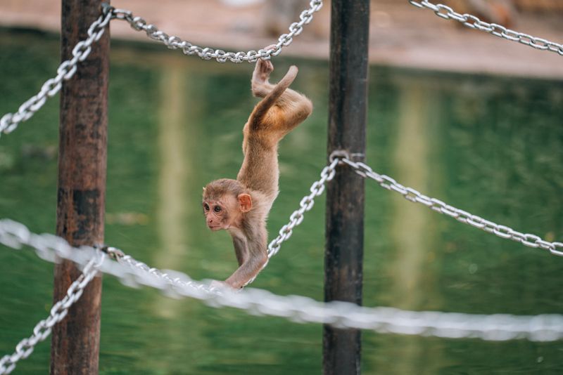 Monkey Hanging On A Tree Photos, Download The BEST Free Monkey Hanging ...