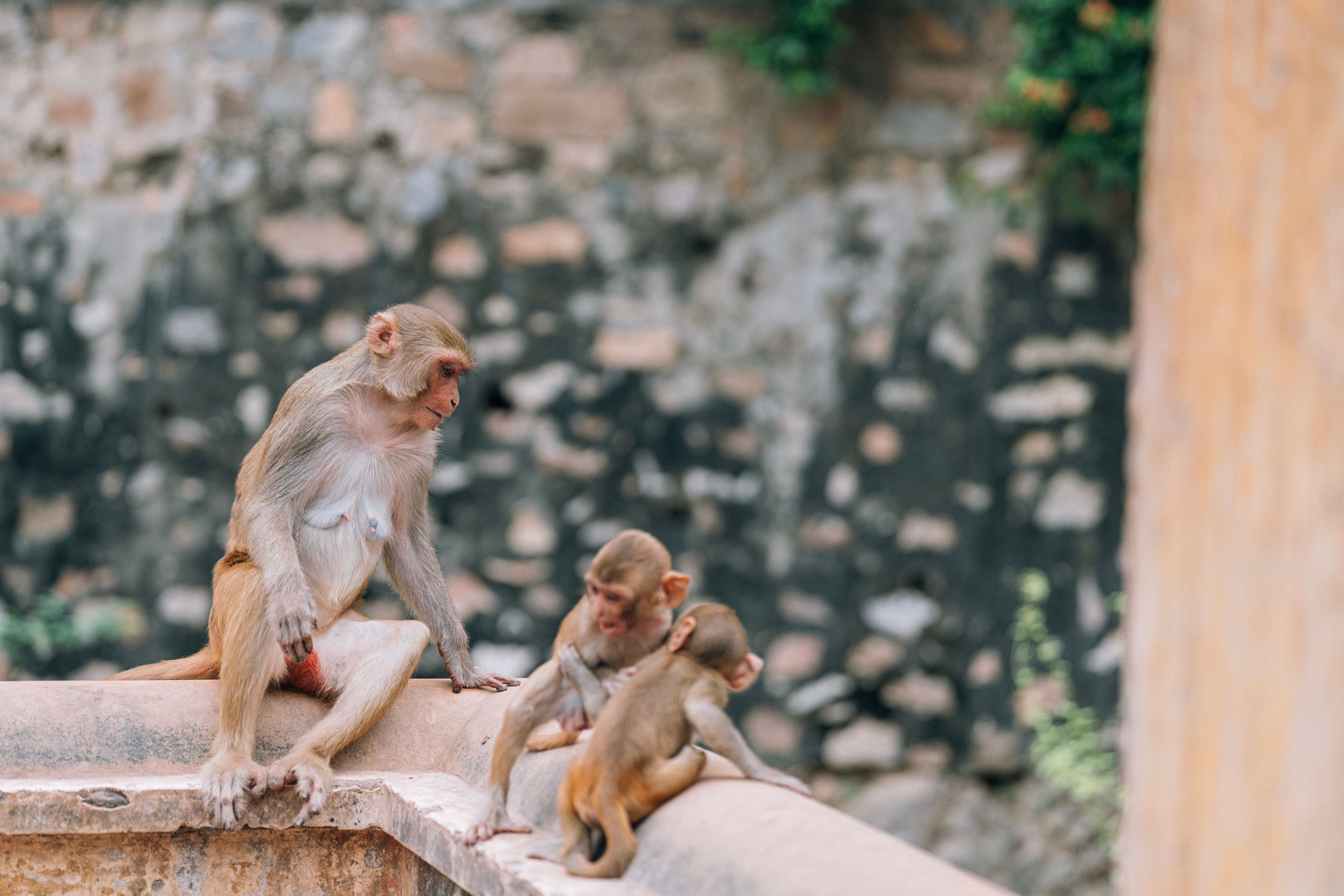 Family of Rhesus Monkeys at Rest in Nature · Free Stock Photo