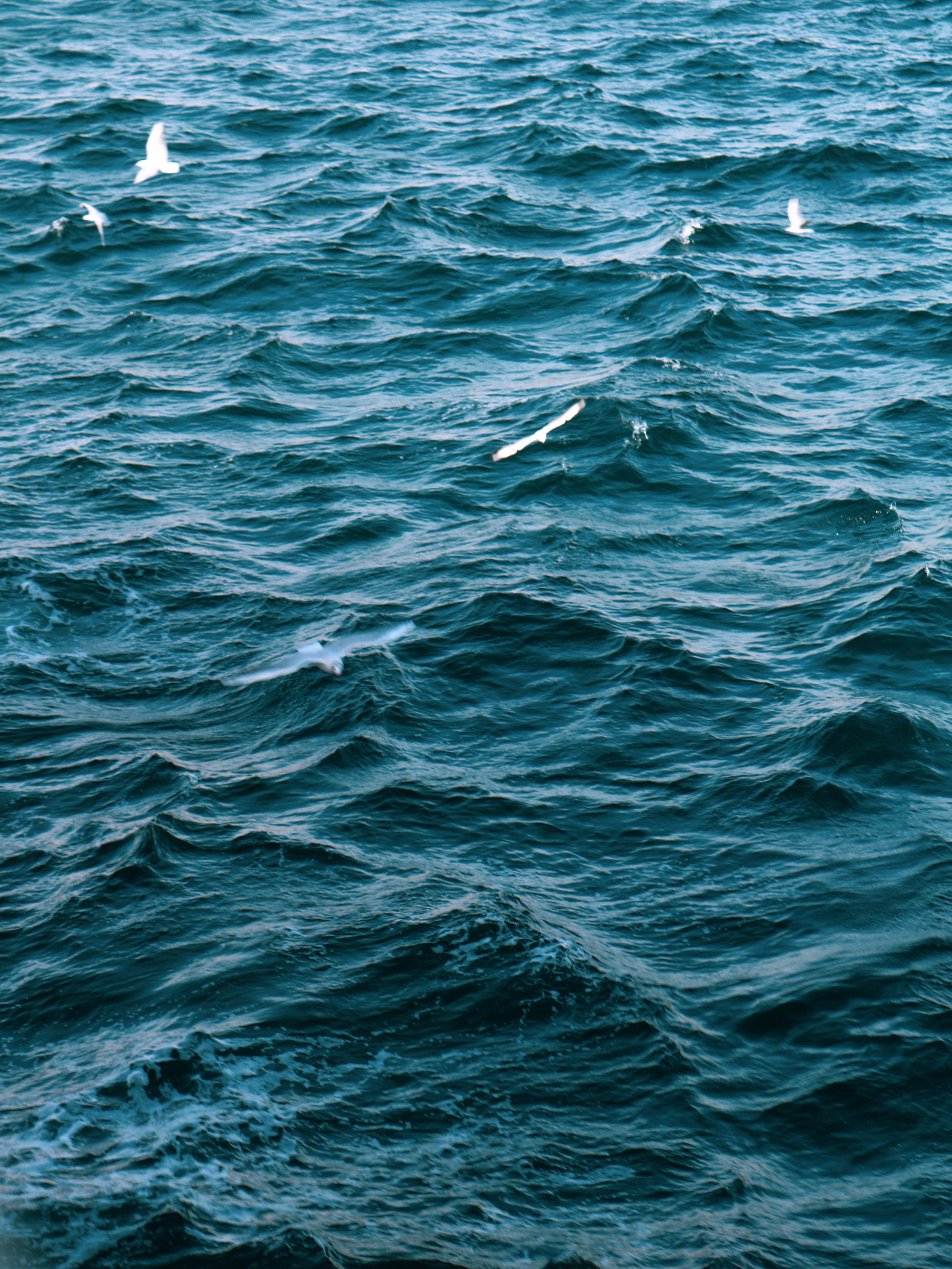 Seagulls Soaring Over Ocean Waves · Free Stock Photo