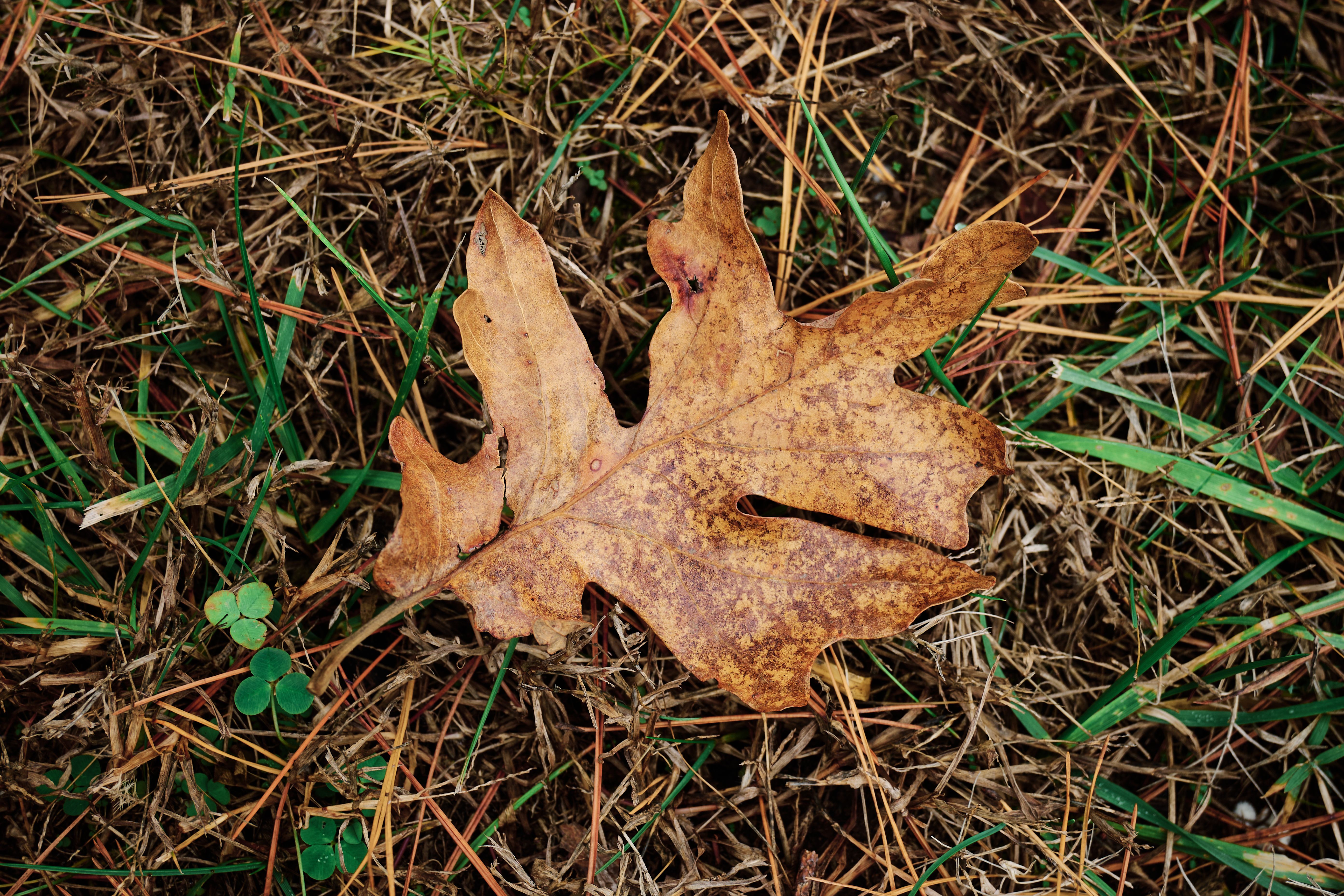 Oak Photos, Download The BEST Free Oak Stock Photos & HD Images