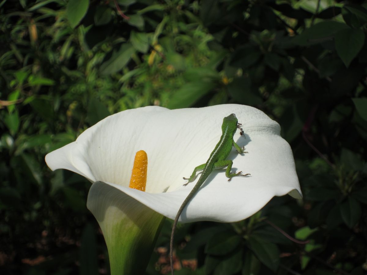 Cute Lizard Photos, Download The BEST Free Cute Lizard Stock Photos ...