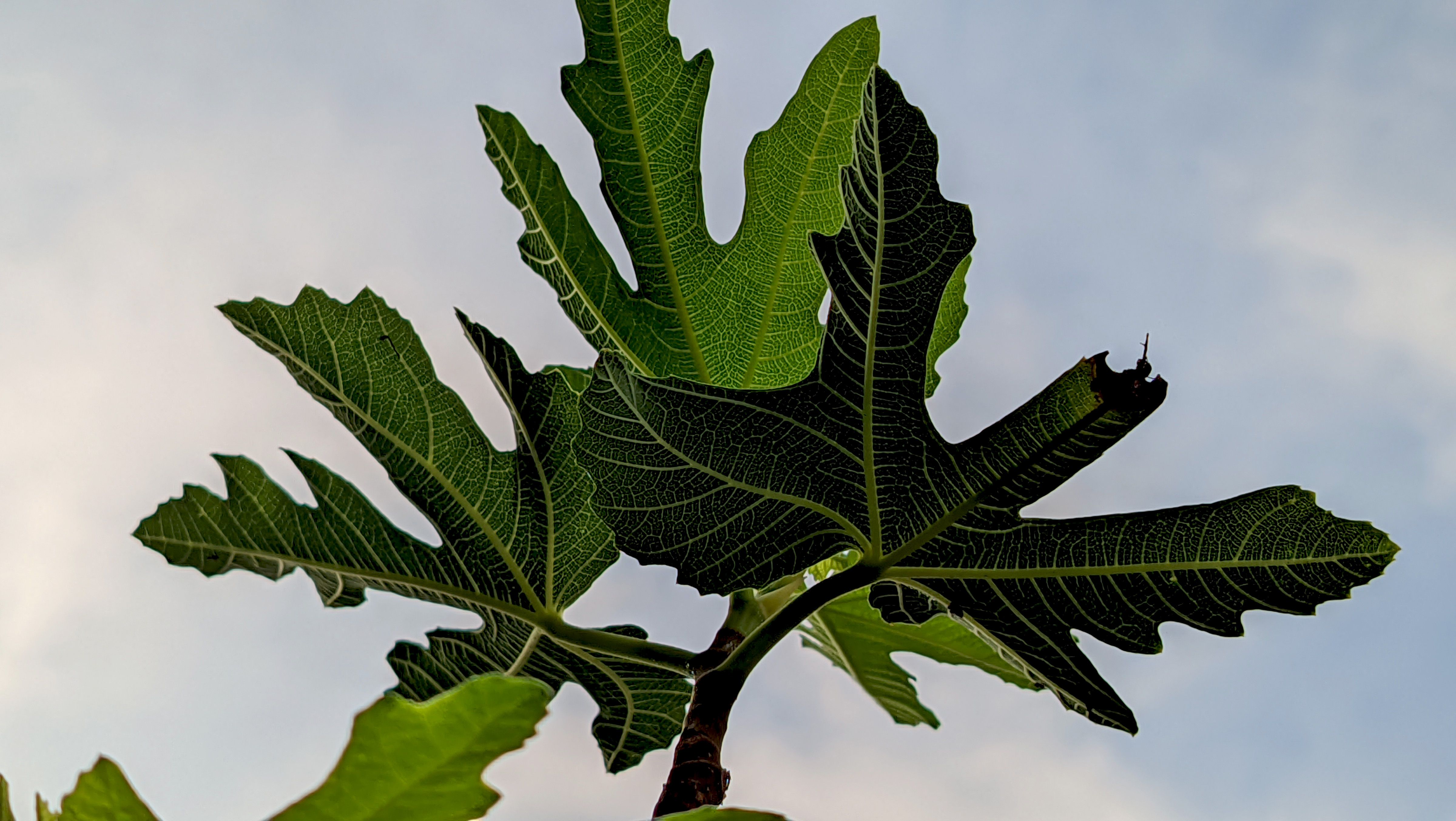 Close-up of Fig Tree Leaves against Blue Sky · Free Stock Photo