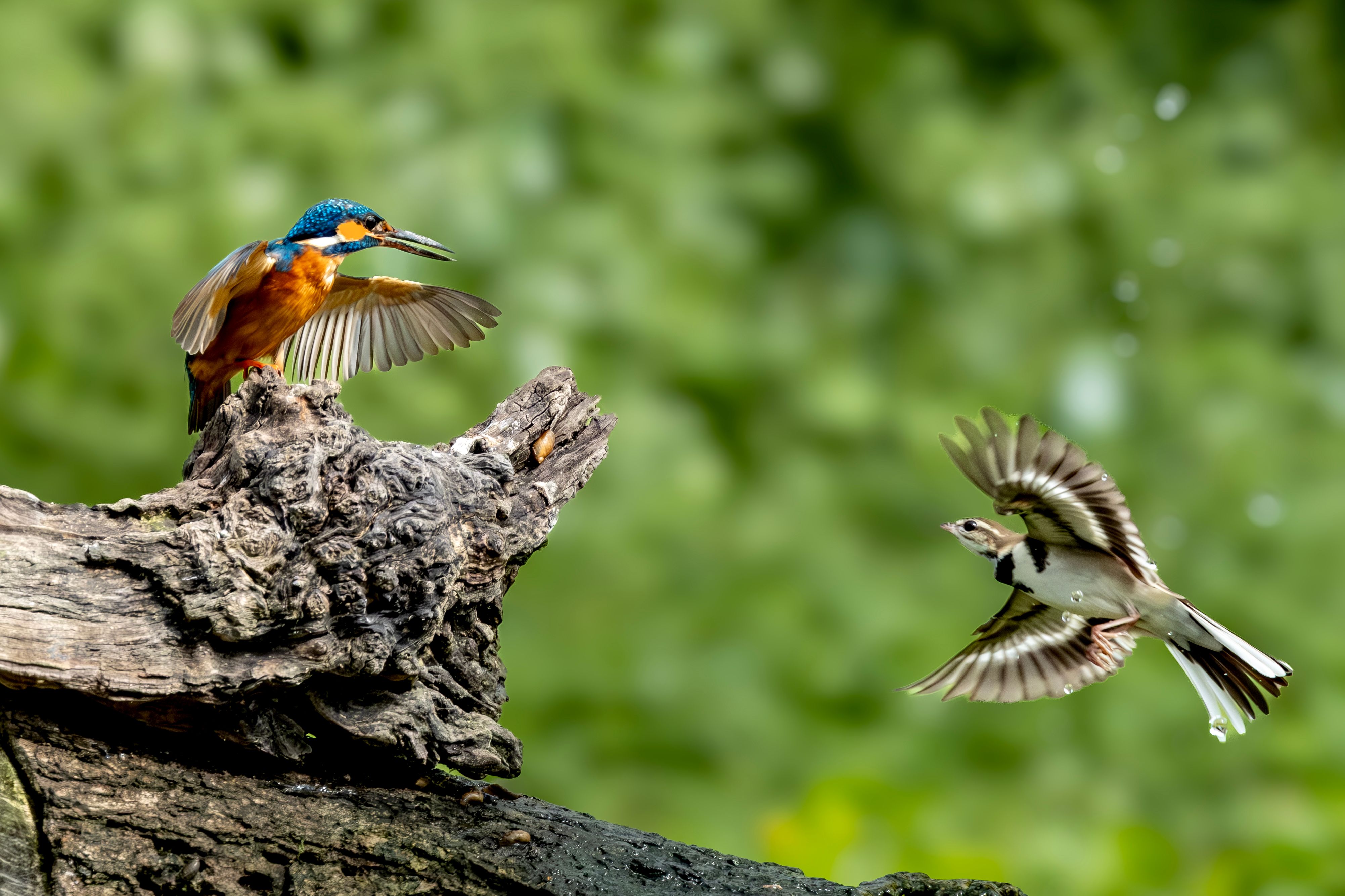 Dynamic Capture of Kingfisher and Wagtail in Motion · Free Stock Photo