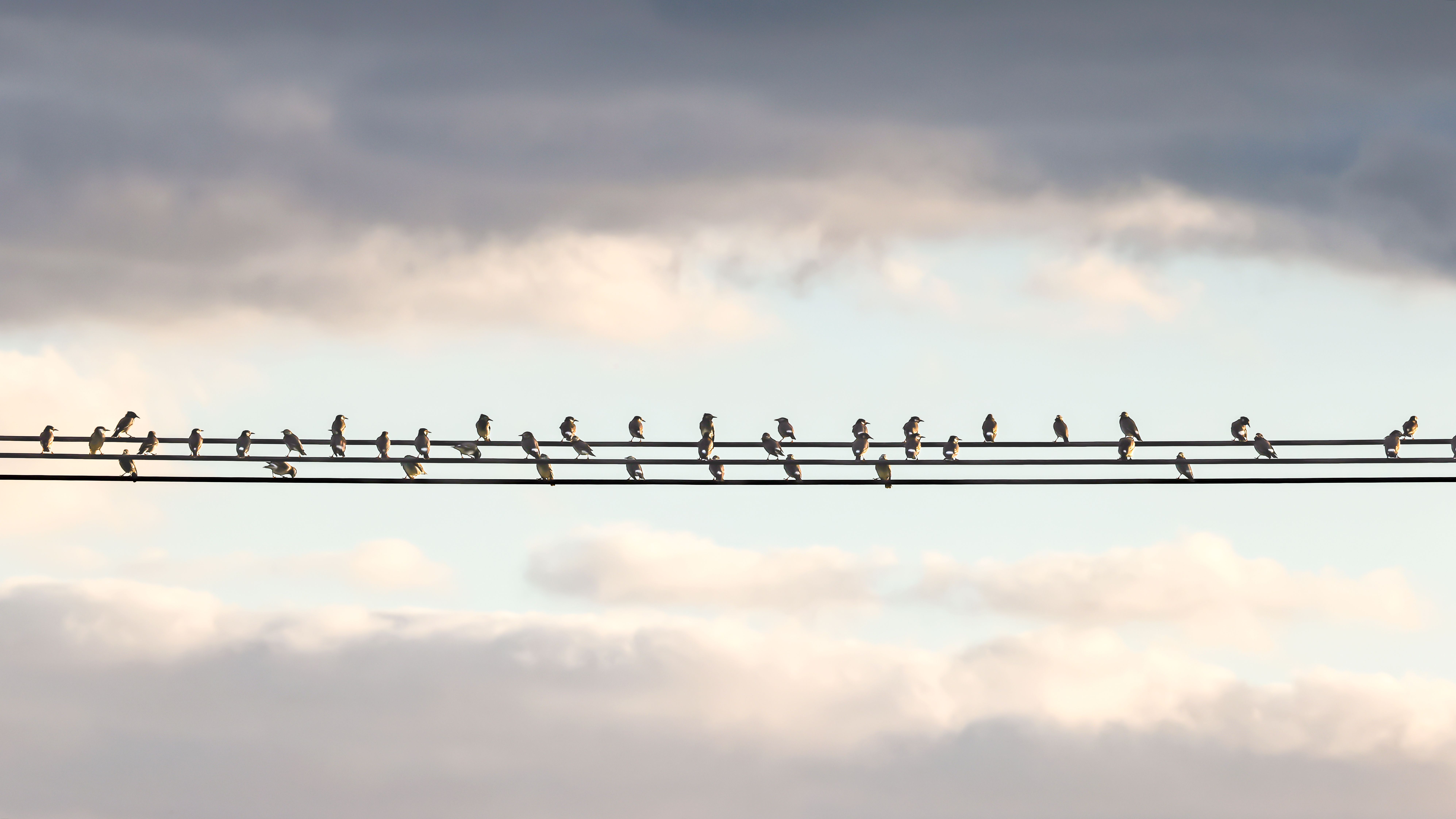 Birds Resting on Power Lines Under Cloudy Sky · Free Stock Photo