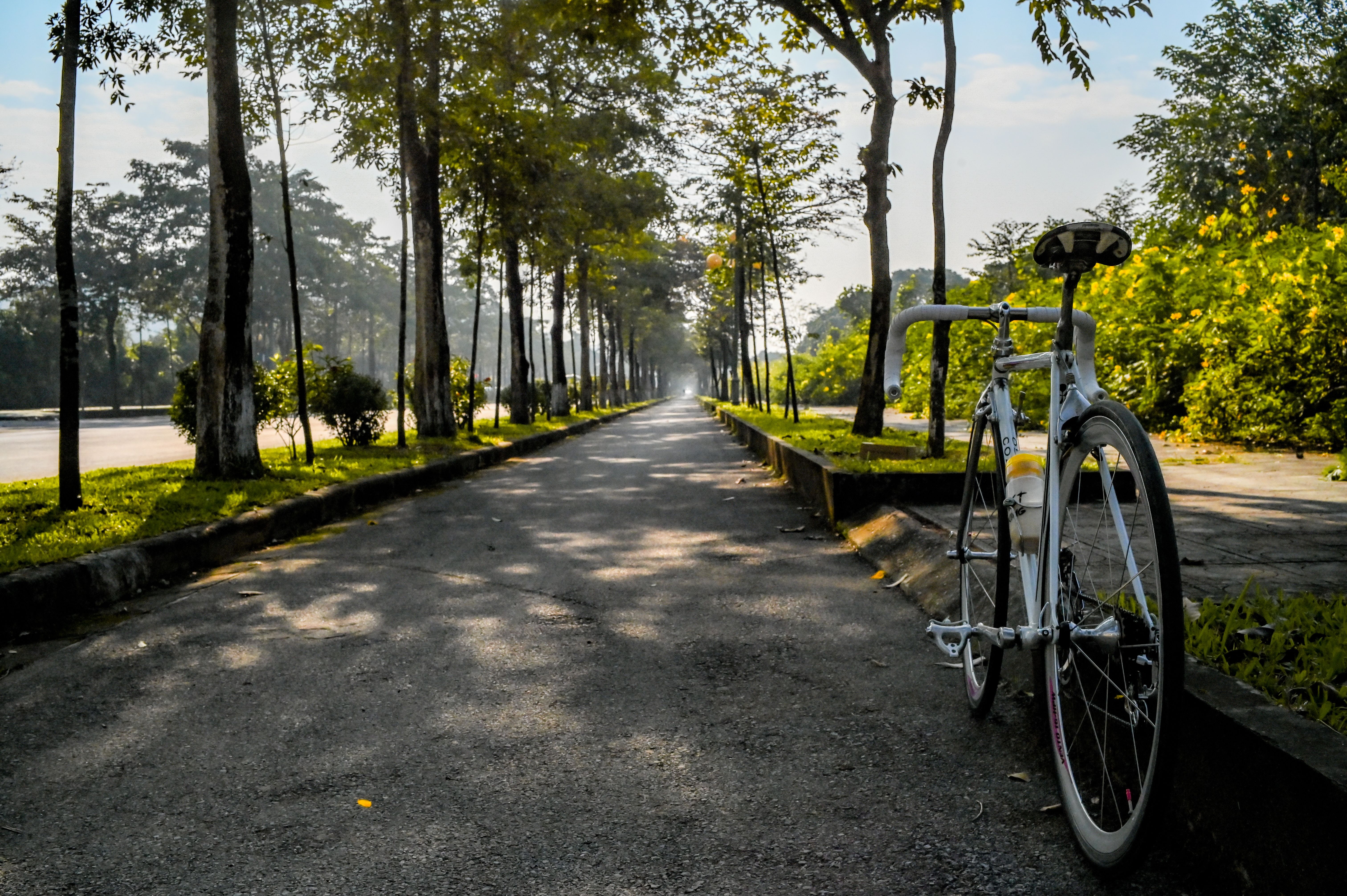 Scenic Bike Path Lined with Trees in Sunlight · Free Stock Photo