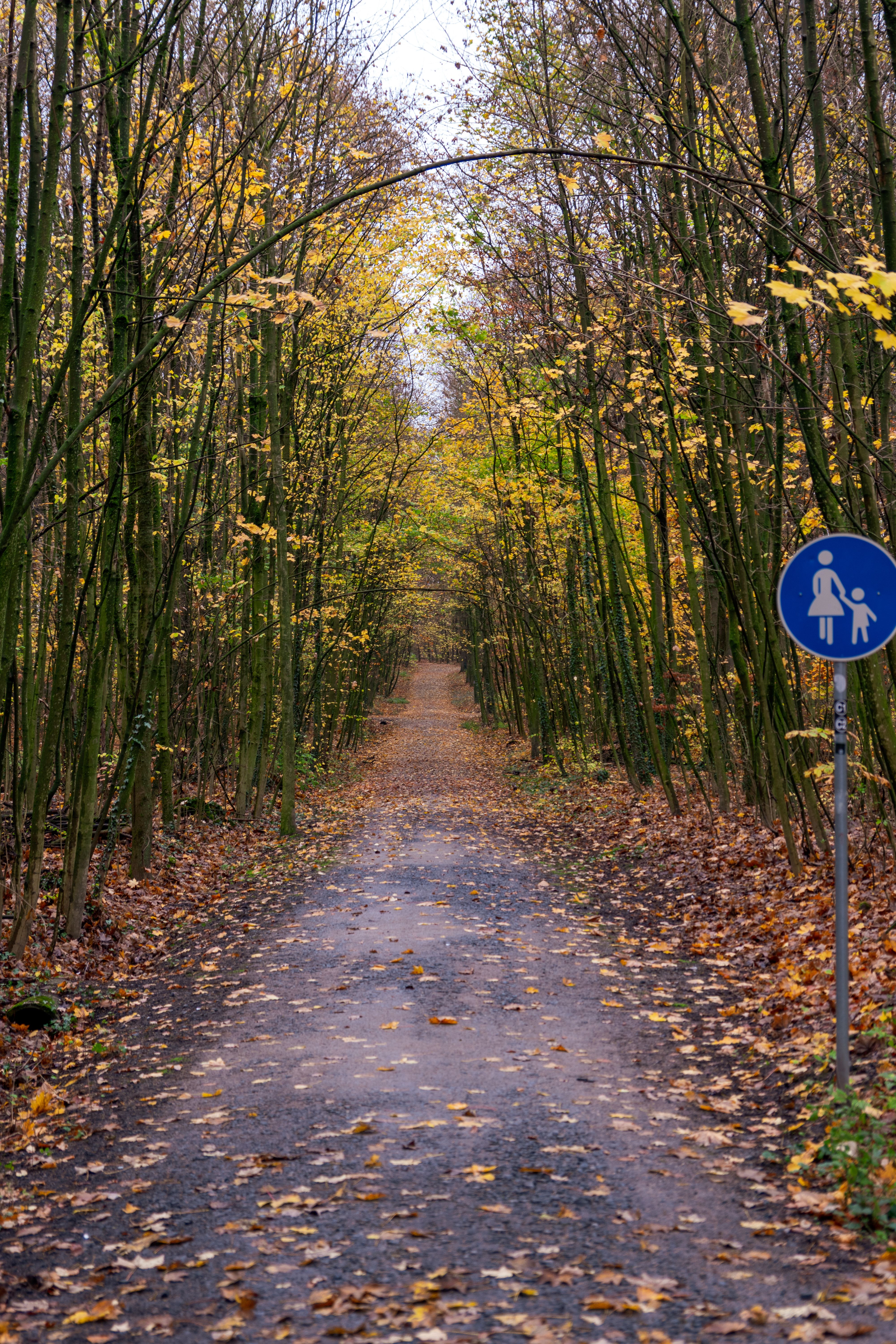 Serene Autumn Forest Path with Pedestrian Sign · Free Stock Photo