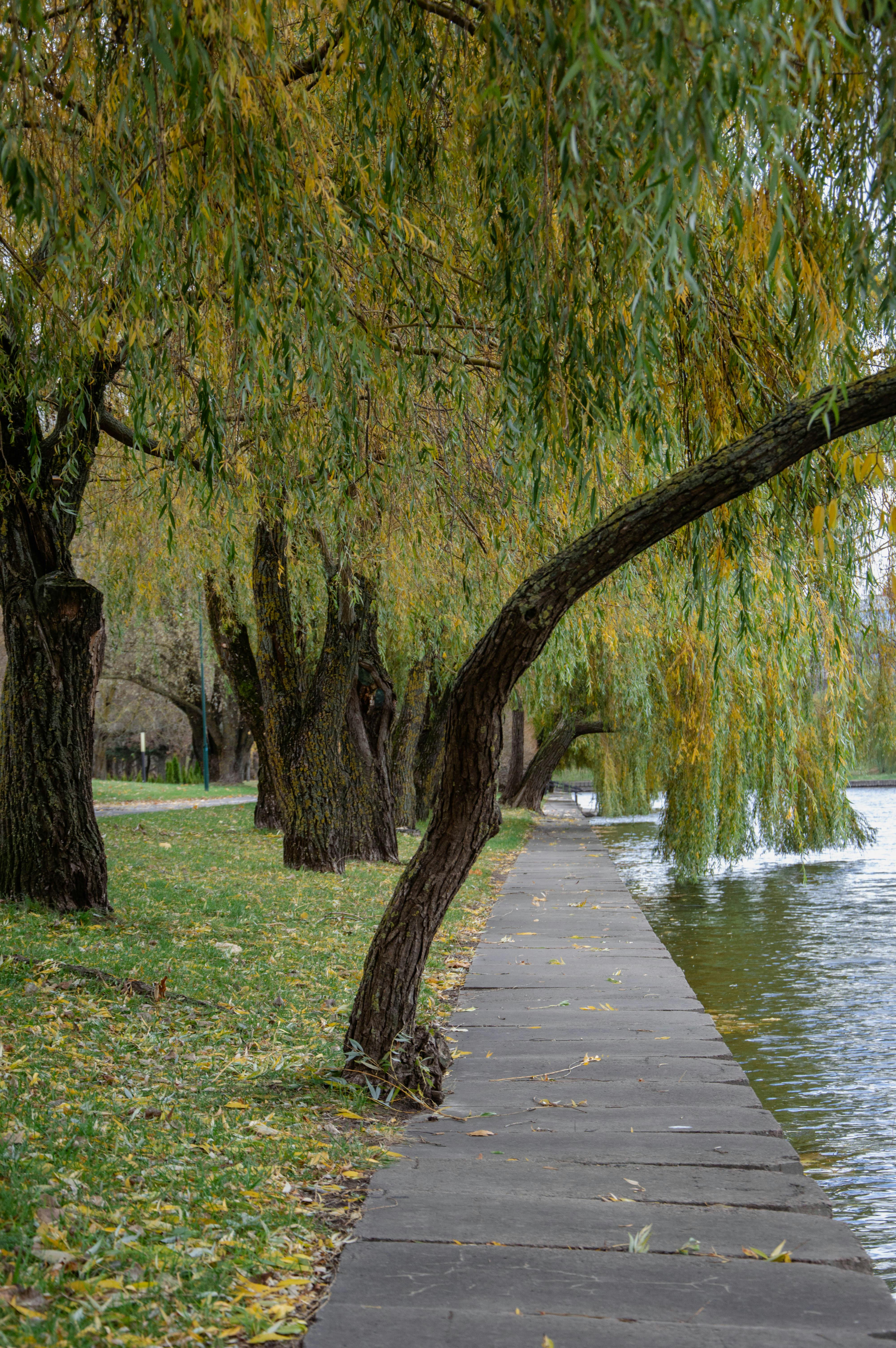 Tranquil Park Pathway with Willow Trees in Minsk · Free Stock Photo