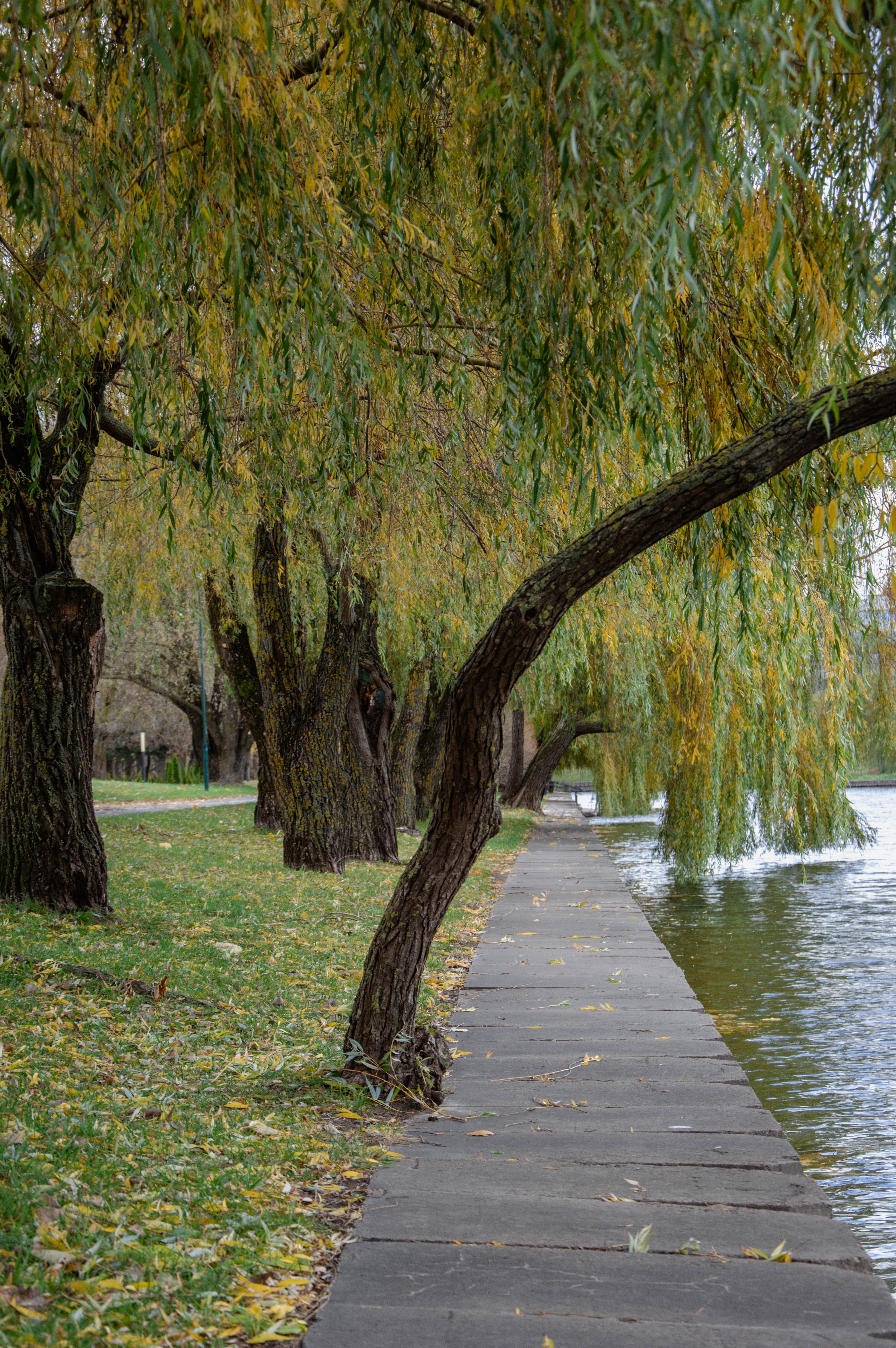 Tranquil Park Pathway with Willow Trees in Minsk · Free Stock Photo