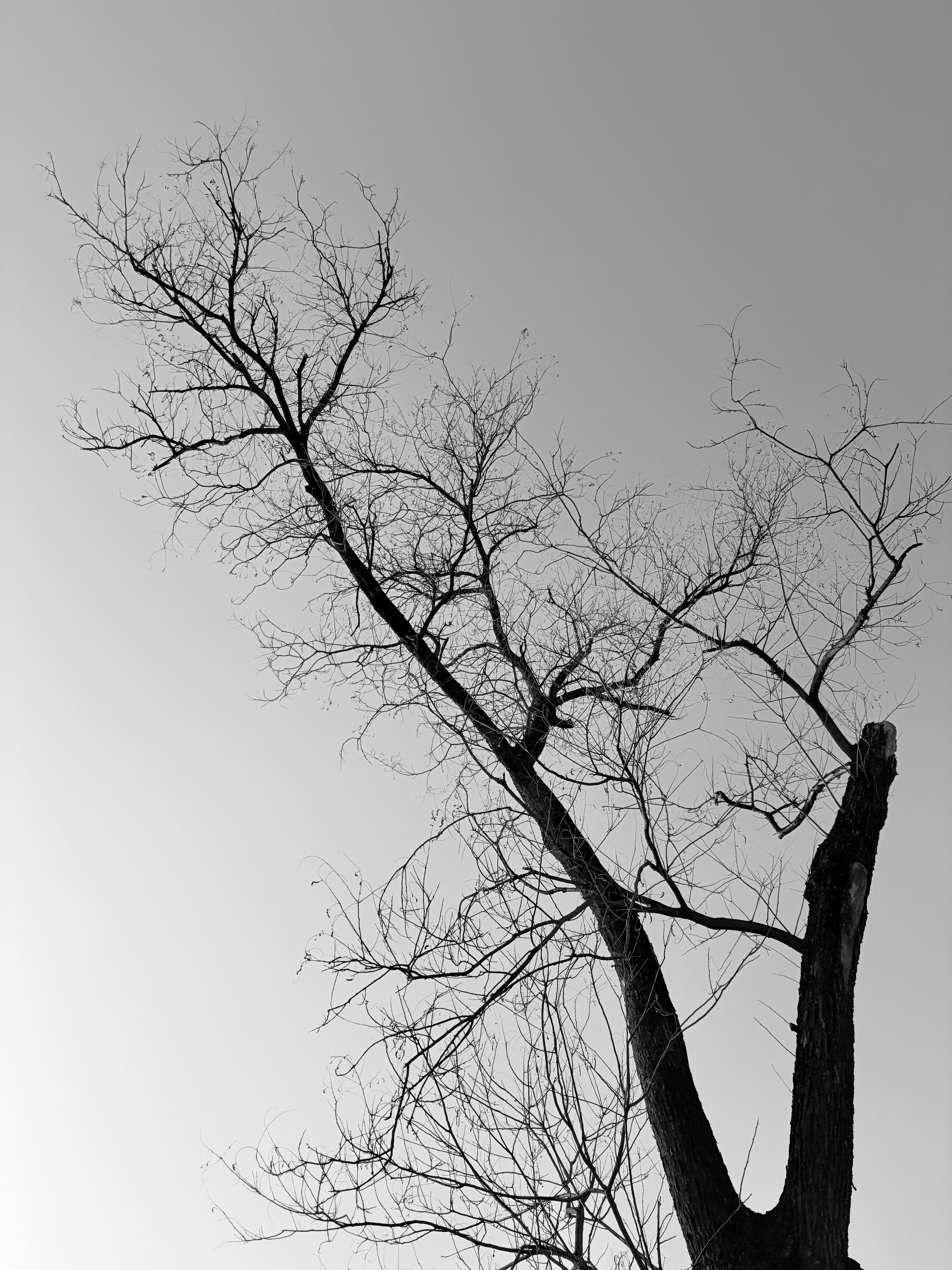 Tree with Barren Branches · Free Stock Photo