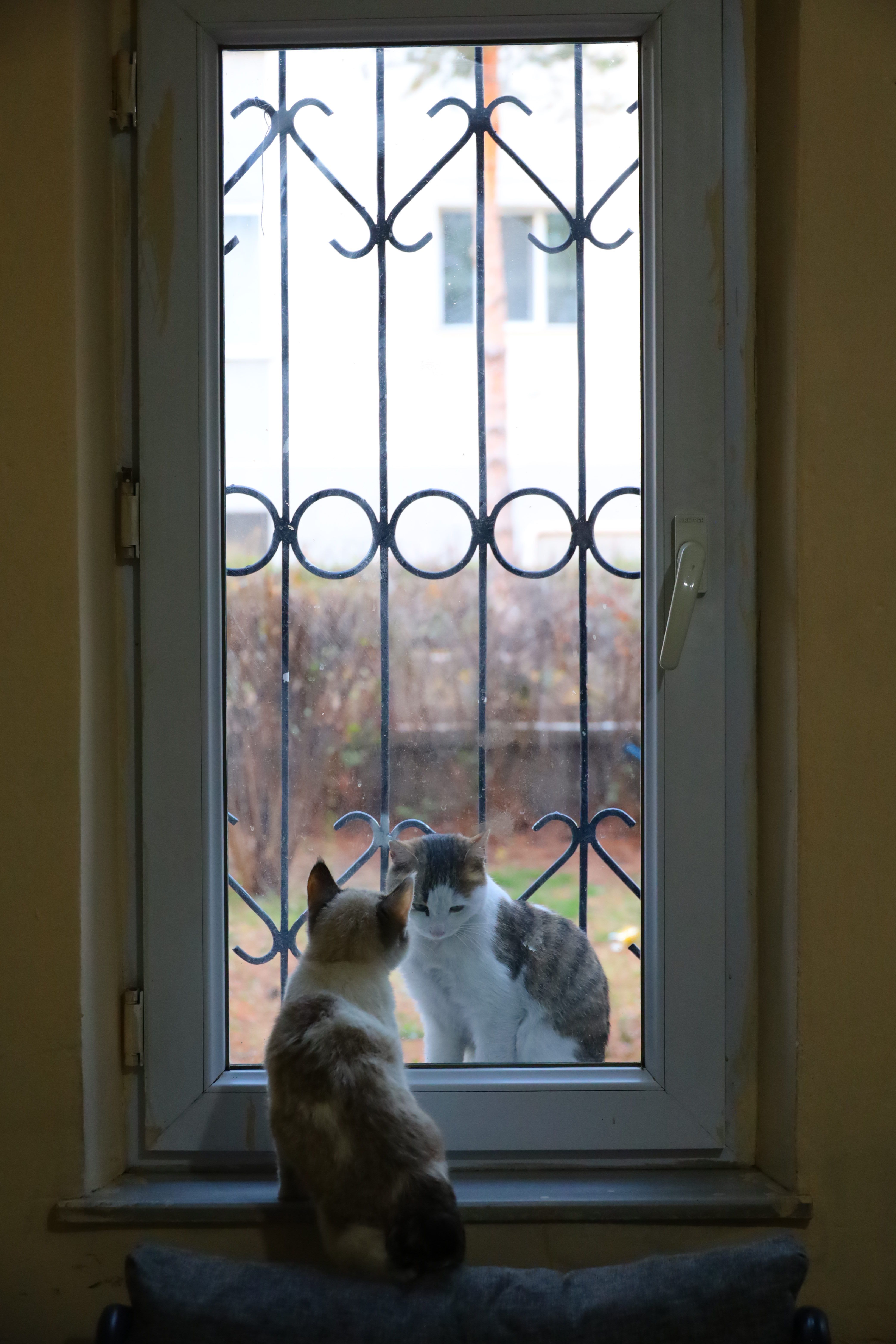 Two Cats Separated by Window with Grid Design · Free Stock Photo