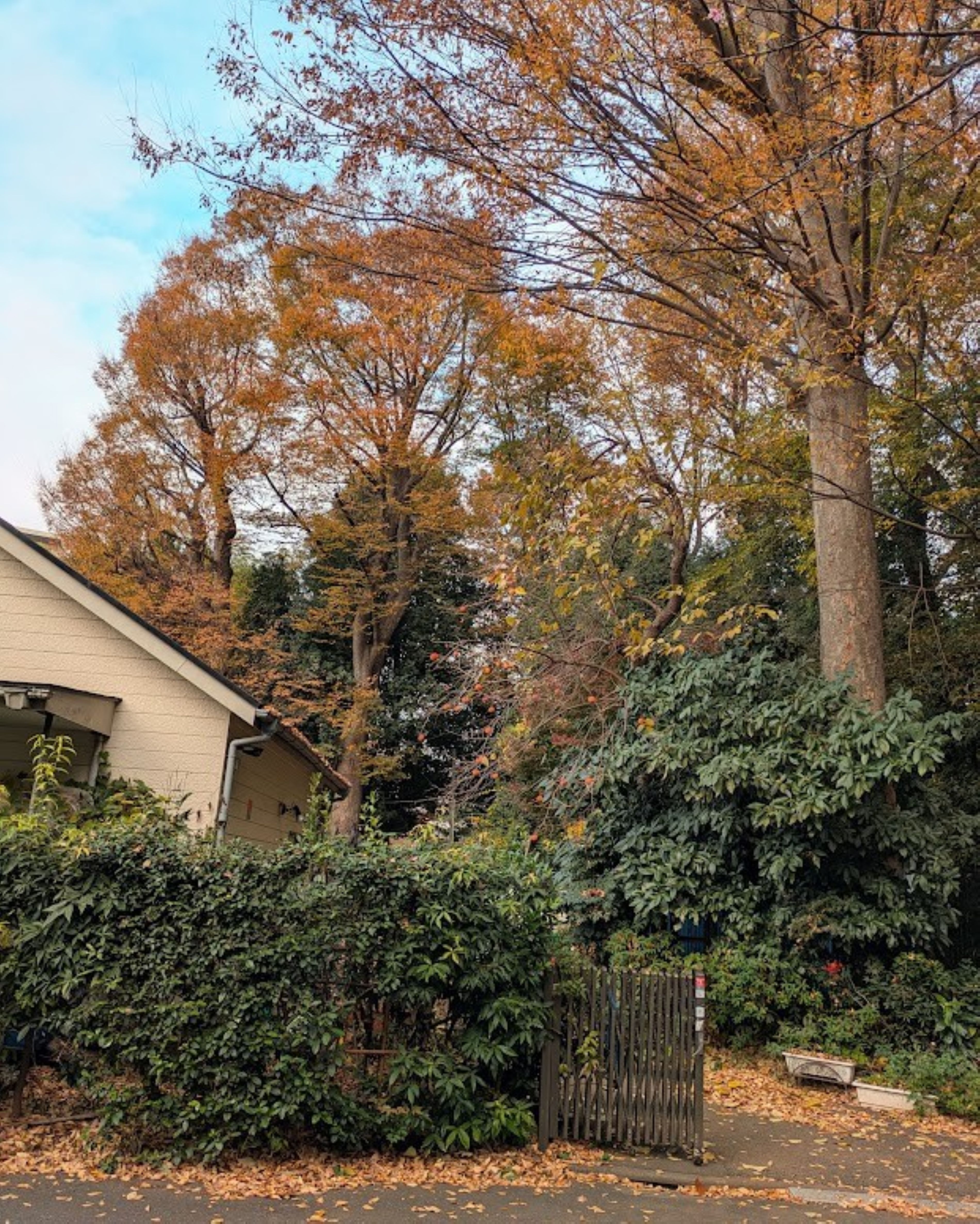 House With Trees Photos, Download The BEST Free House With Trees Stock ...