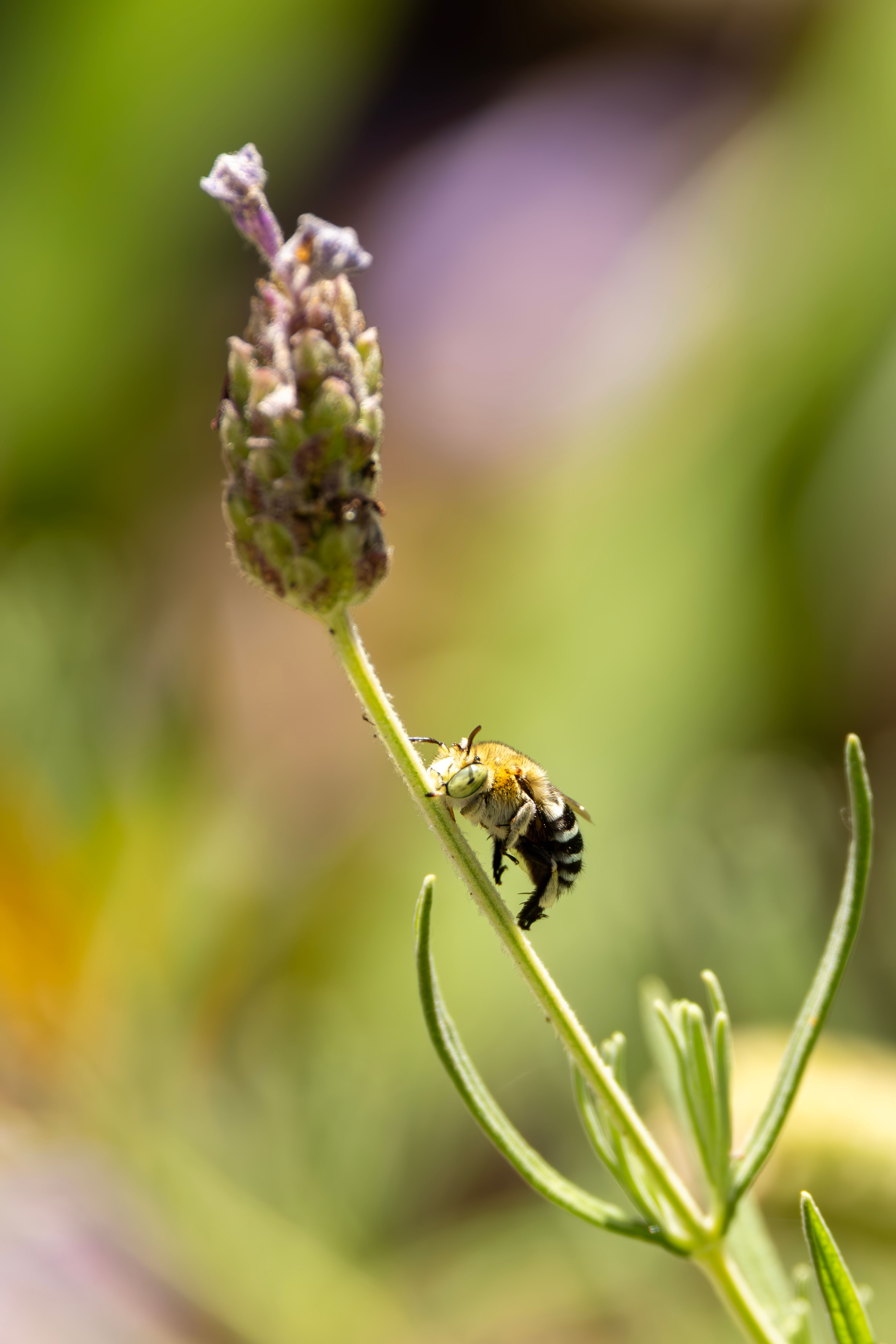 Native Australian Bee Photos, Download The BEST Free Native Australian ...