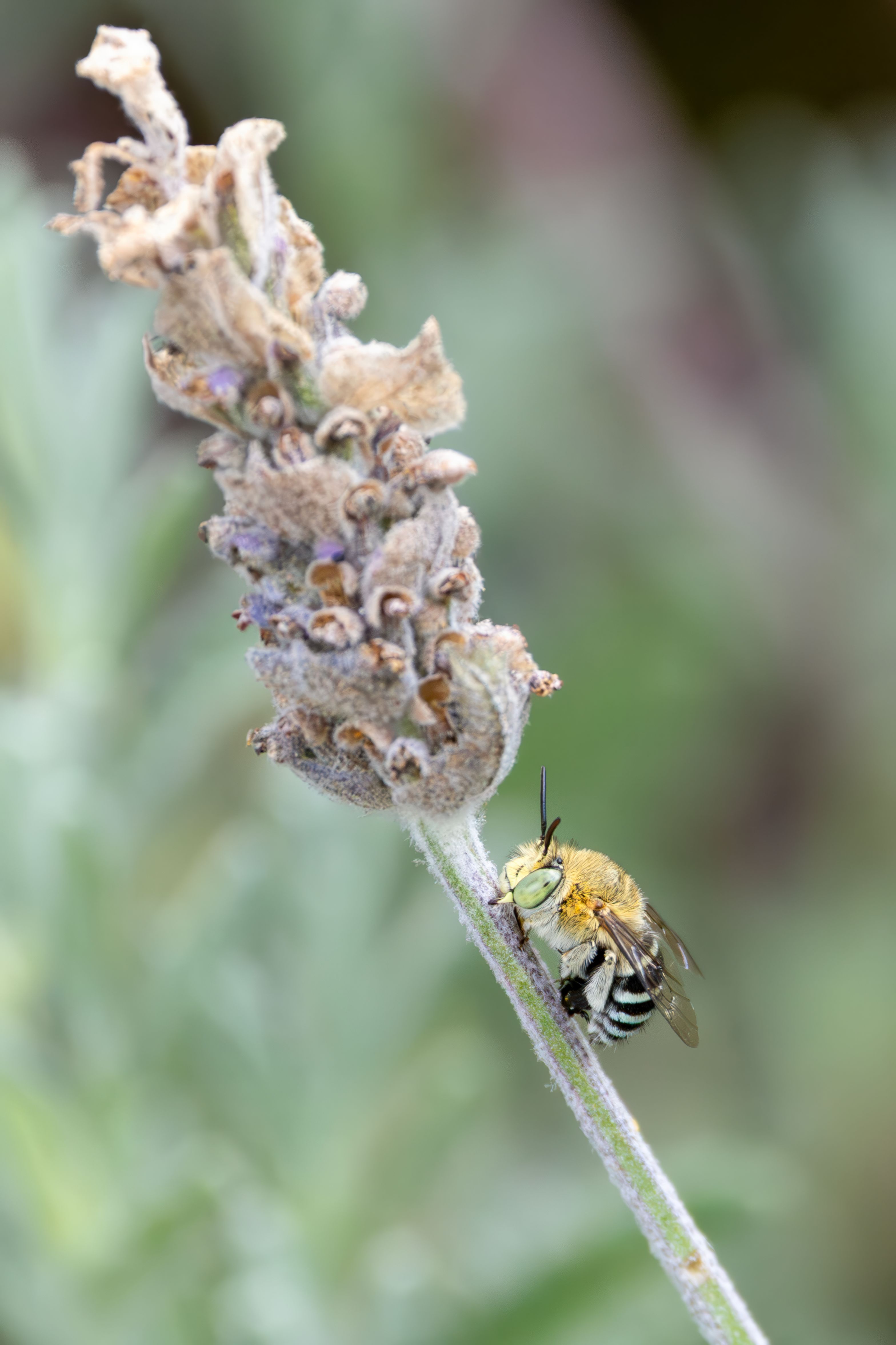 Wildflower Bee Pollen Photos, Download The BEST Free Wildflower Bee ...