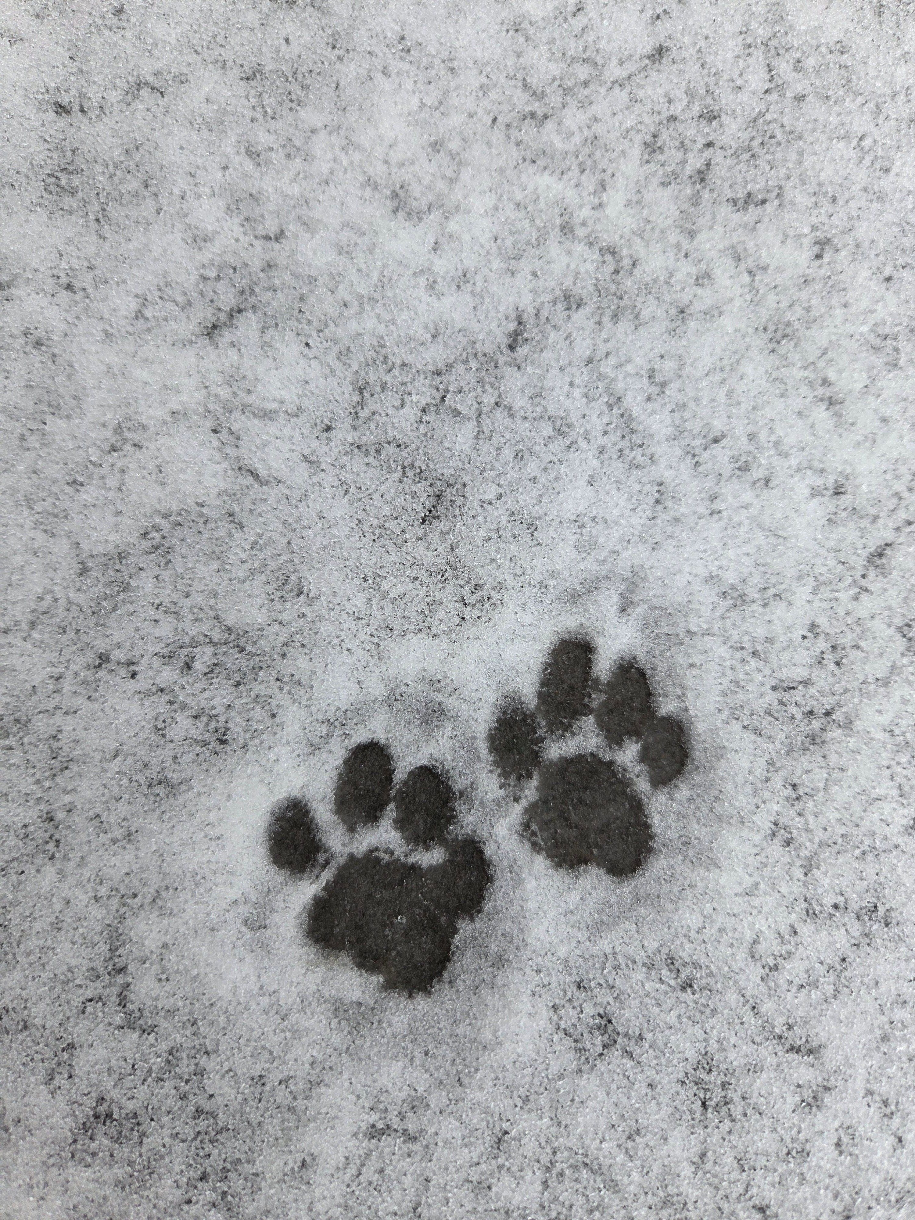Paw Prints in Snow Captured in Belgium · Free Stock Photo