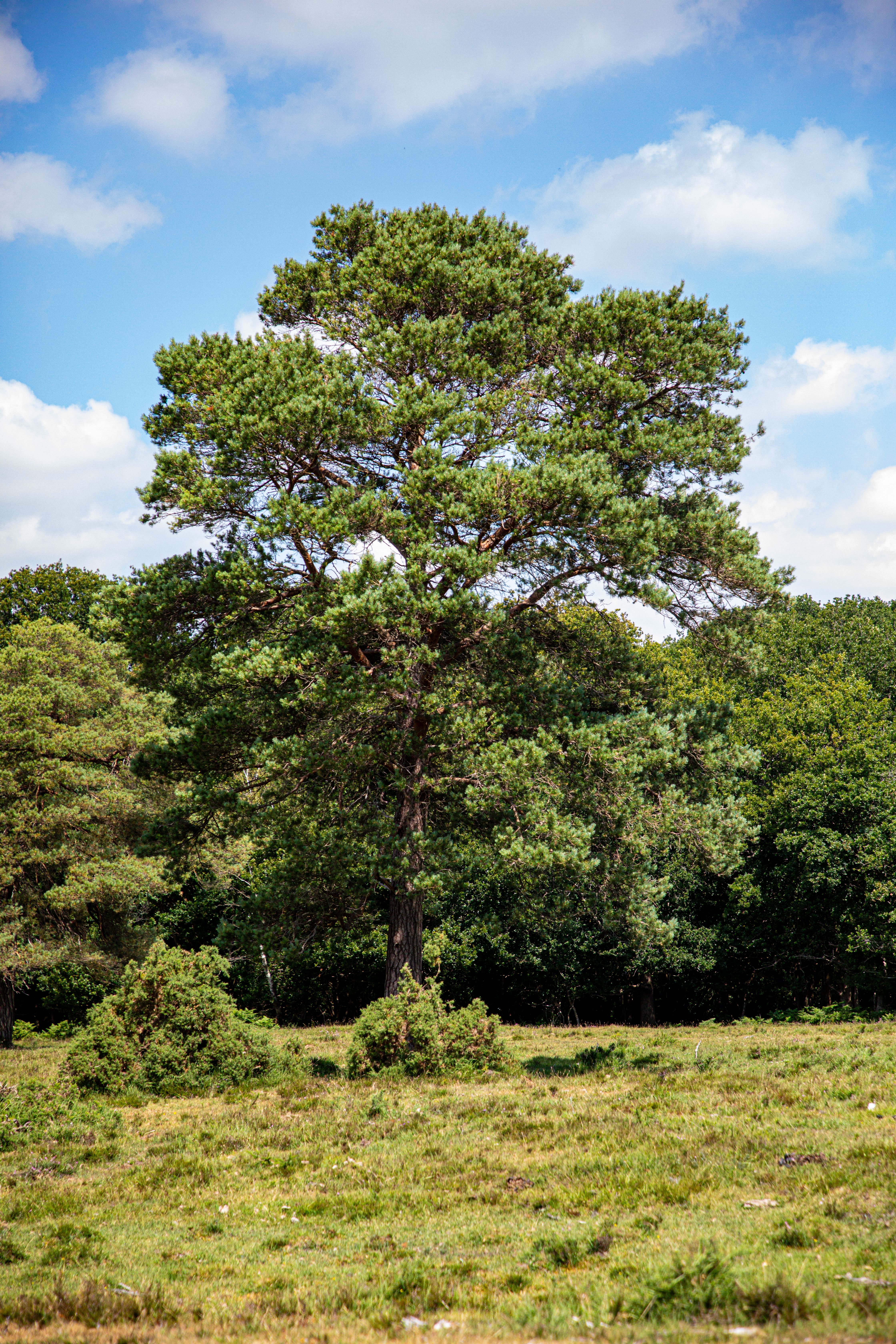 Majestic Pine Tree in English Countryside · Free Stock Photo